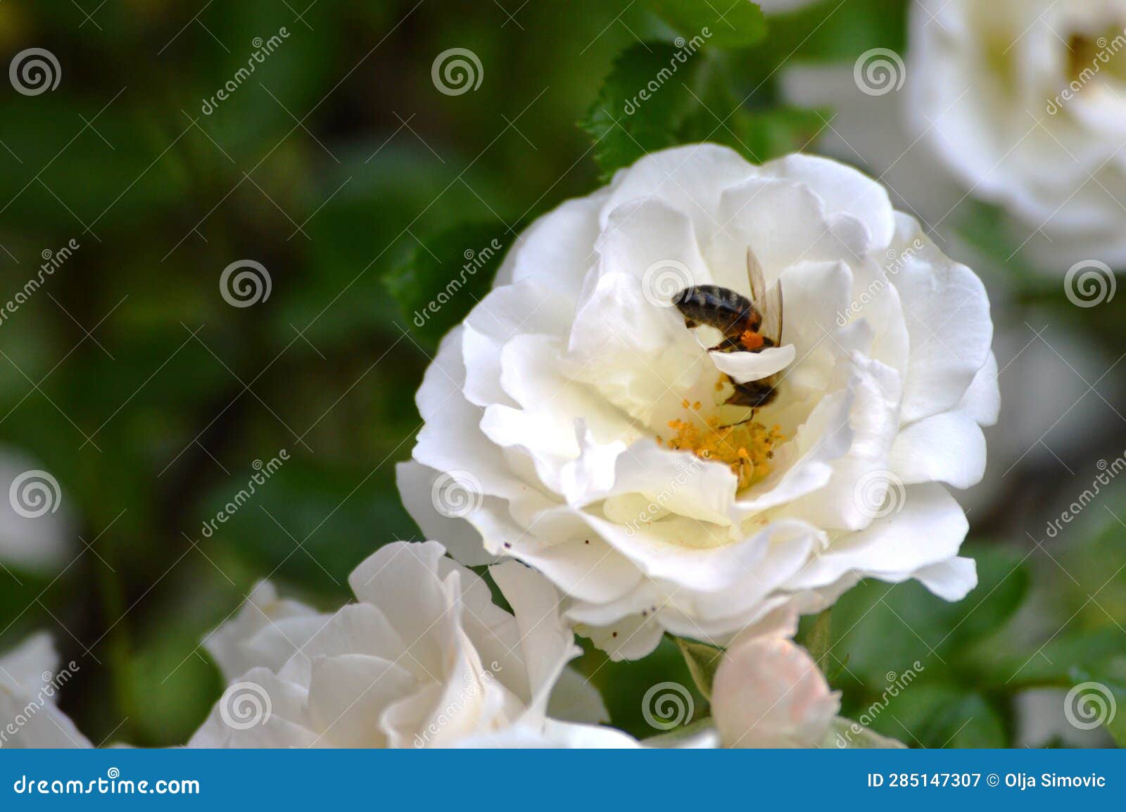 Wasp and White Rose Creeper Stock Image - Image of animal, pink: 285147307