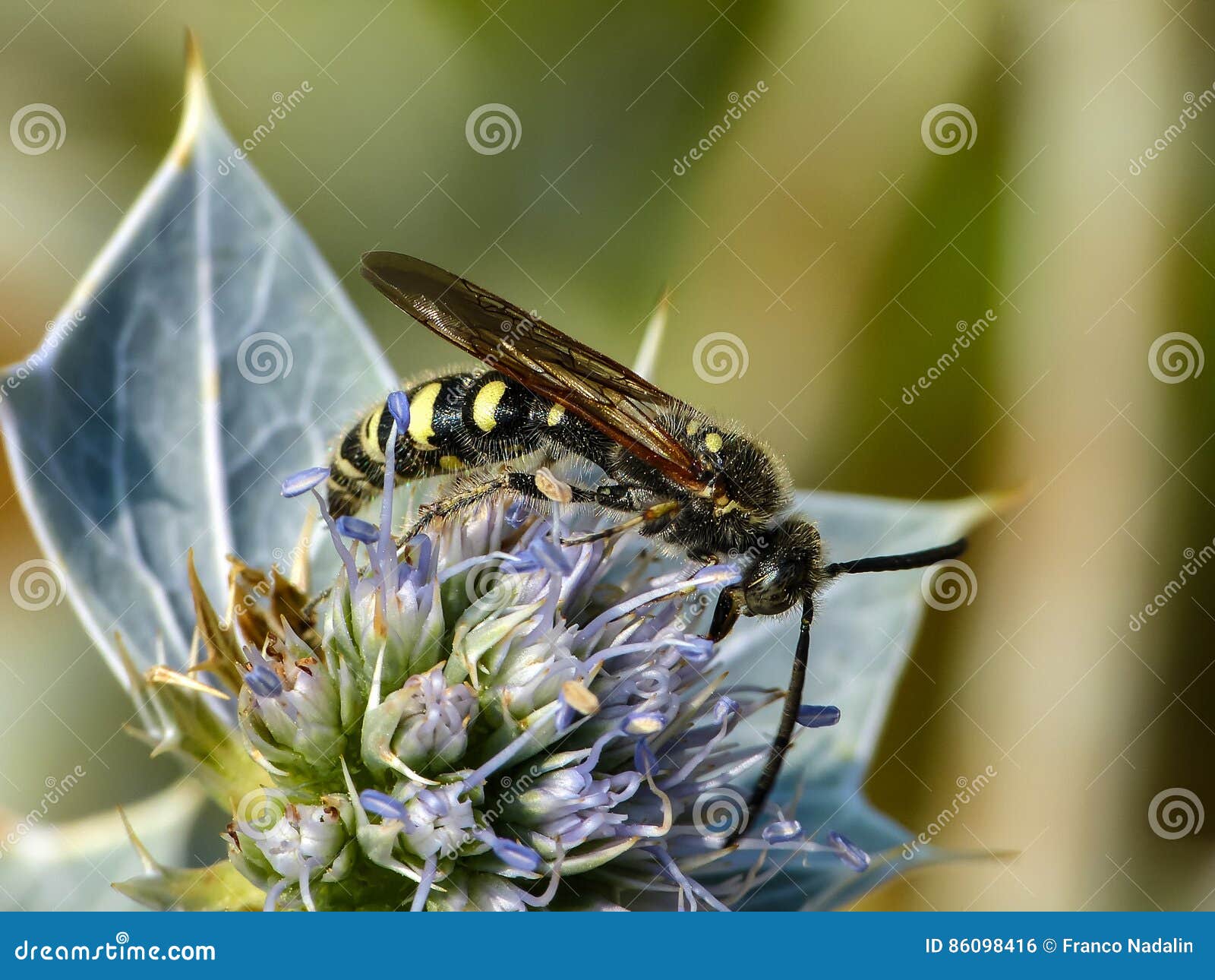 Wasp on a wild flower stock photo. Image of wasp, black - 86098416