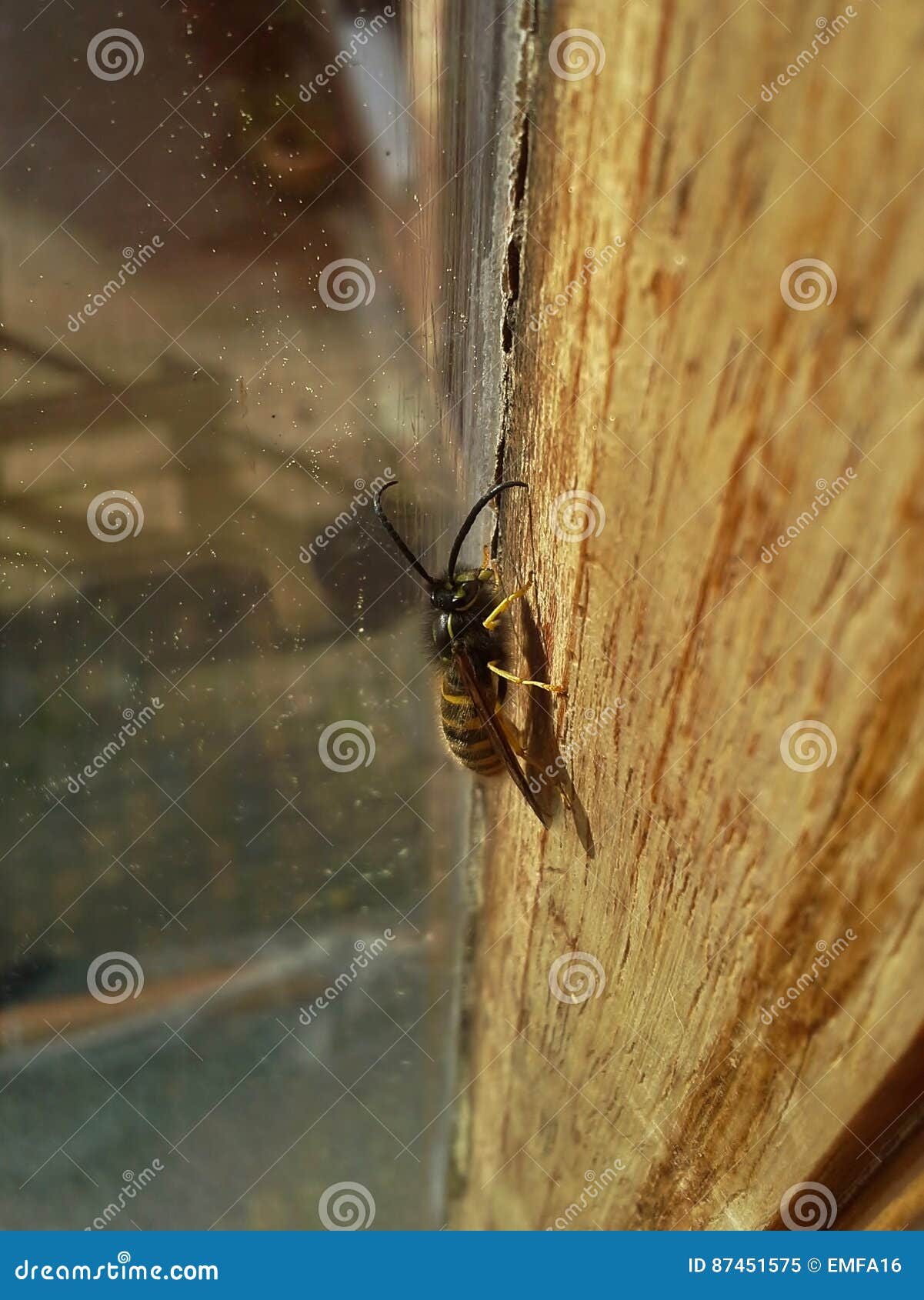 Wasp by the Window stock image. Image of wasp, nature - 87451575