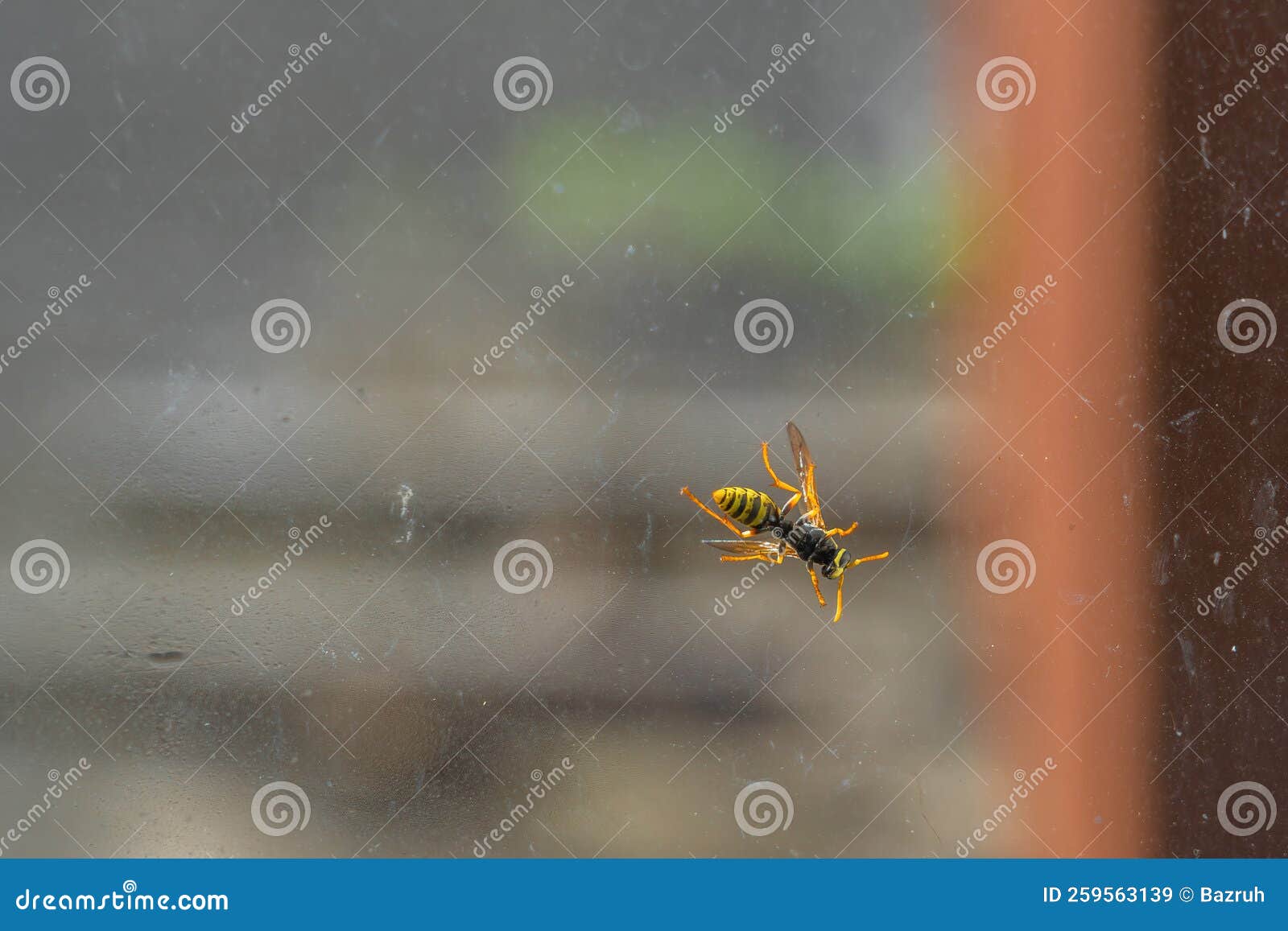 Wasp on the window glass stock image. Image of background - 259563139