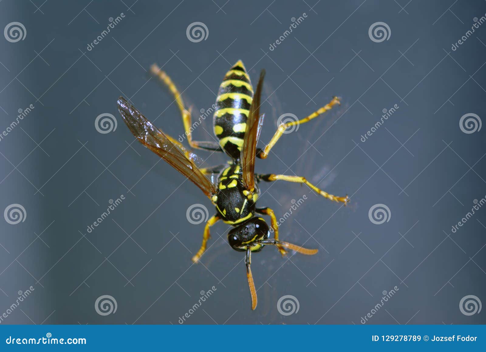 Wasp on the window stock image. Image of window, insect - 129278789