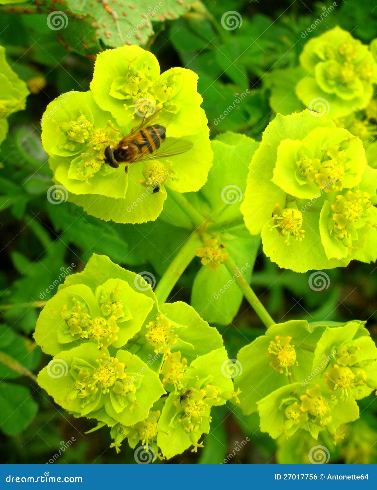 Yellow Green Flowers