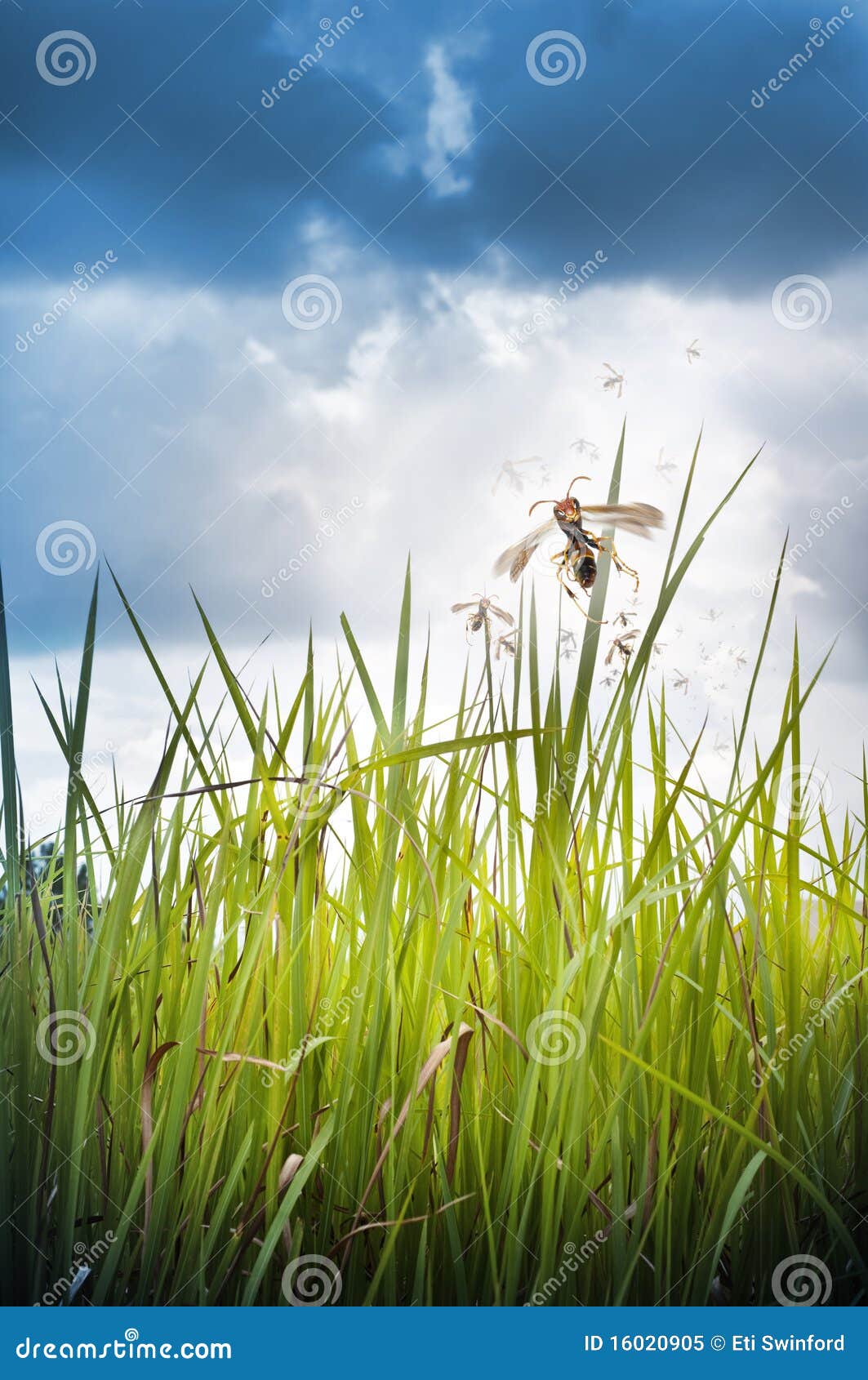 Angry Wasps Stock Photos - Free & Royalty-Free Stock Photos from Dreamstime