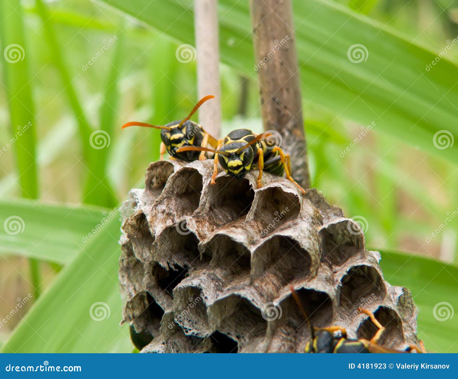 Wasps 2 stock image. Image of beauty, threats, macro, paper - 4181923