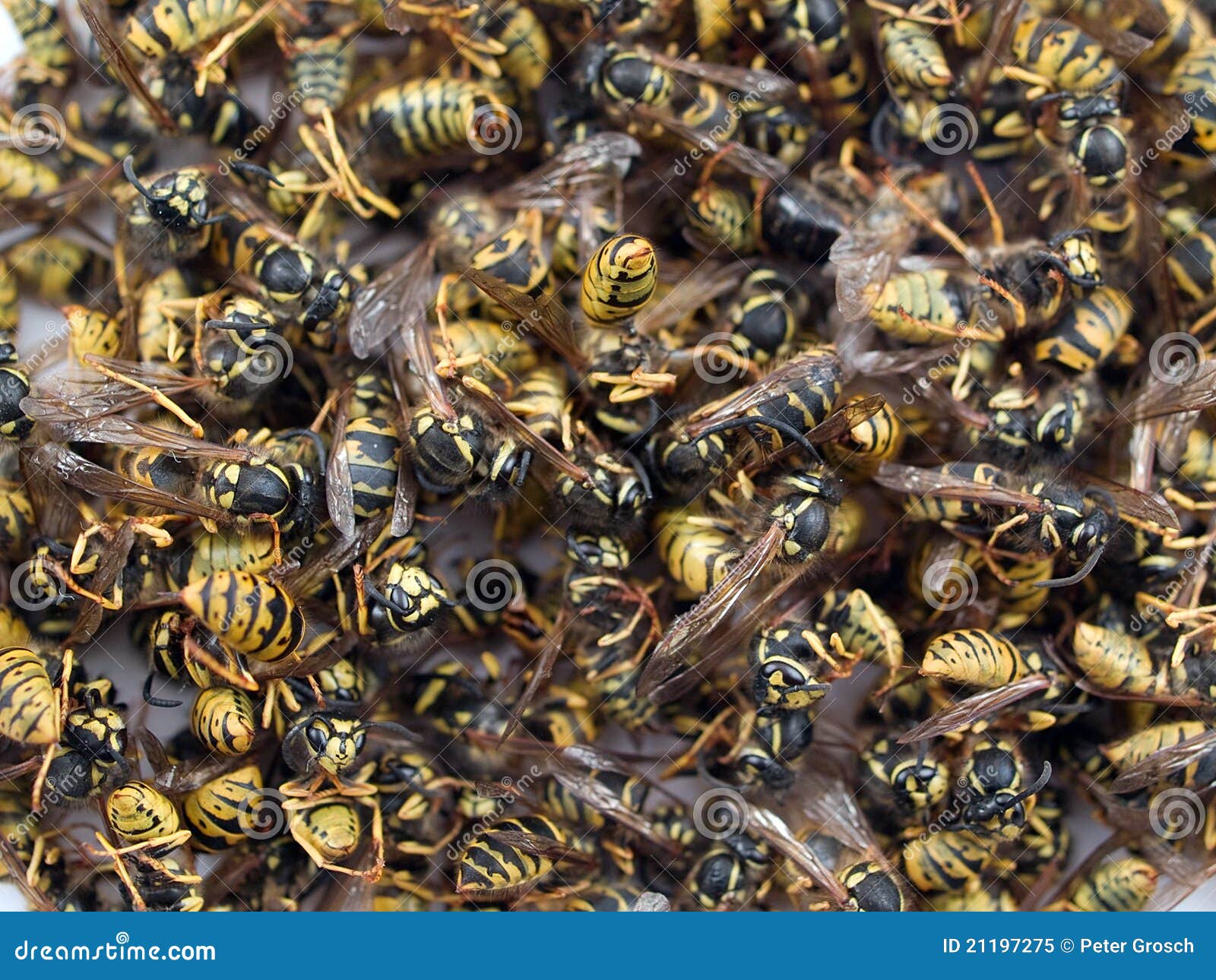 Wasps stock image. Image of insect, animal, heap, closeup - 21197275