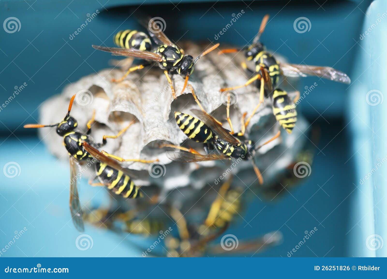 Wasps stock photo. Image of hexagon, social, family, hive - 26251826