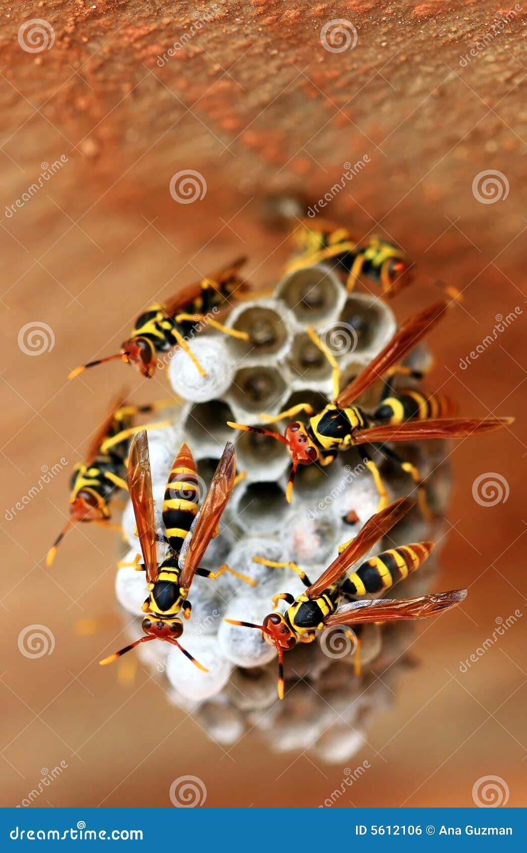 Wasps stock photo. Image of nest, wasp, sealed, together - 5612106