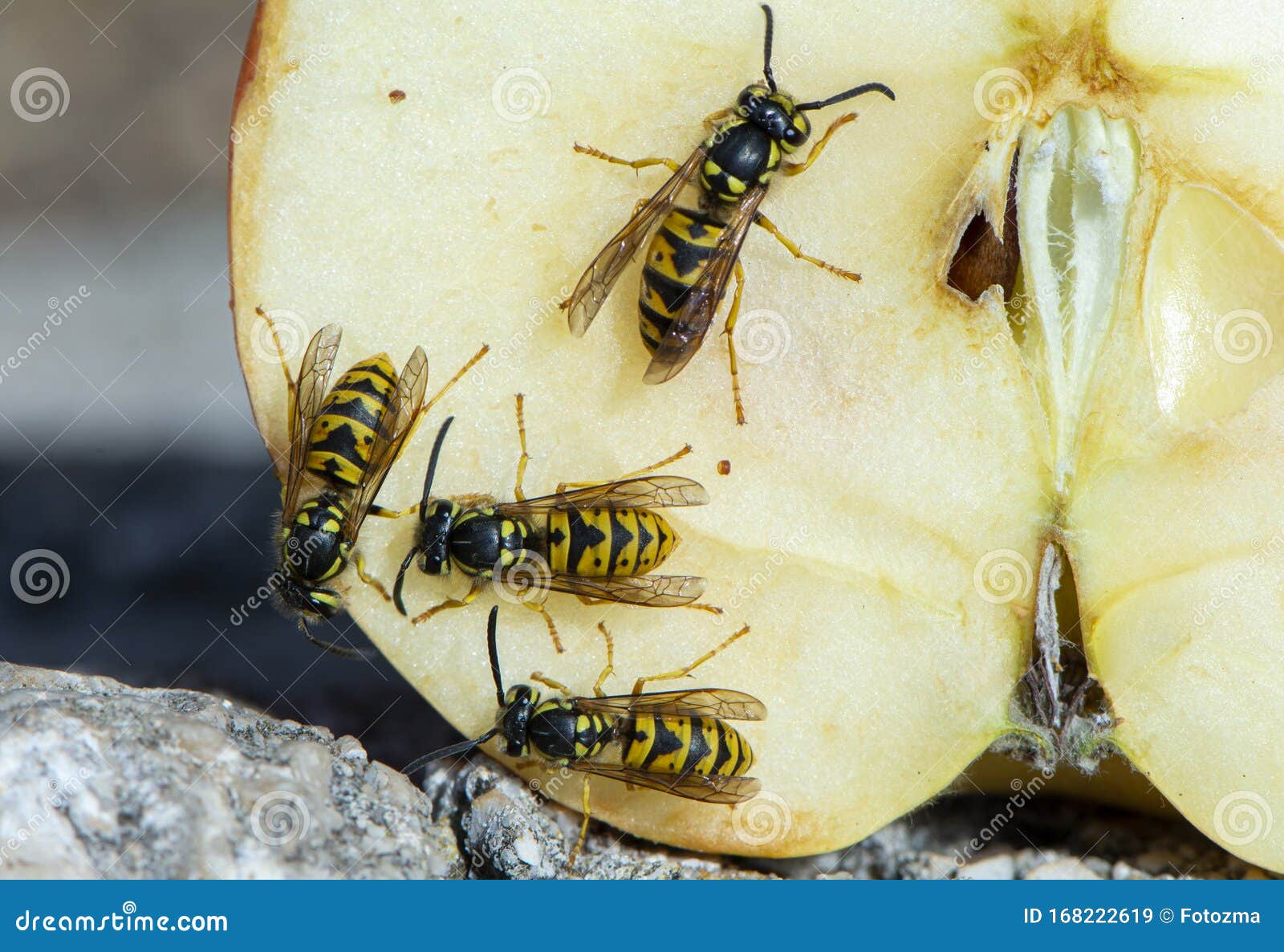 Wasps on apple core 库存图片. 图片 包括有 对分, 特写镜头, 仍然, 昆虫, 竞争 - 168222619