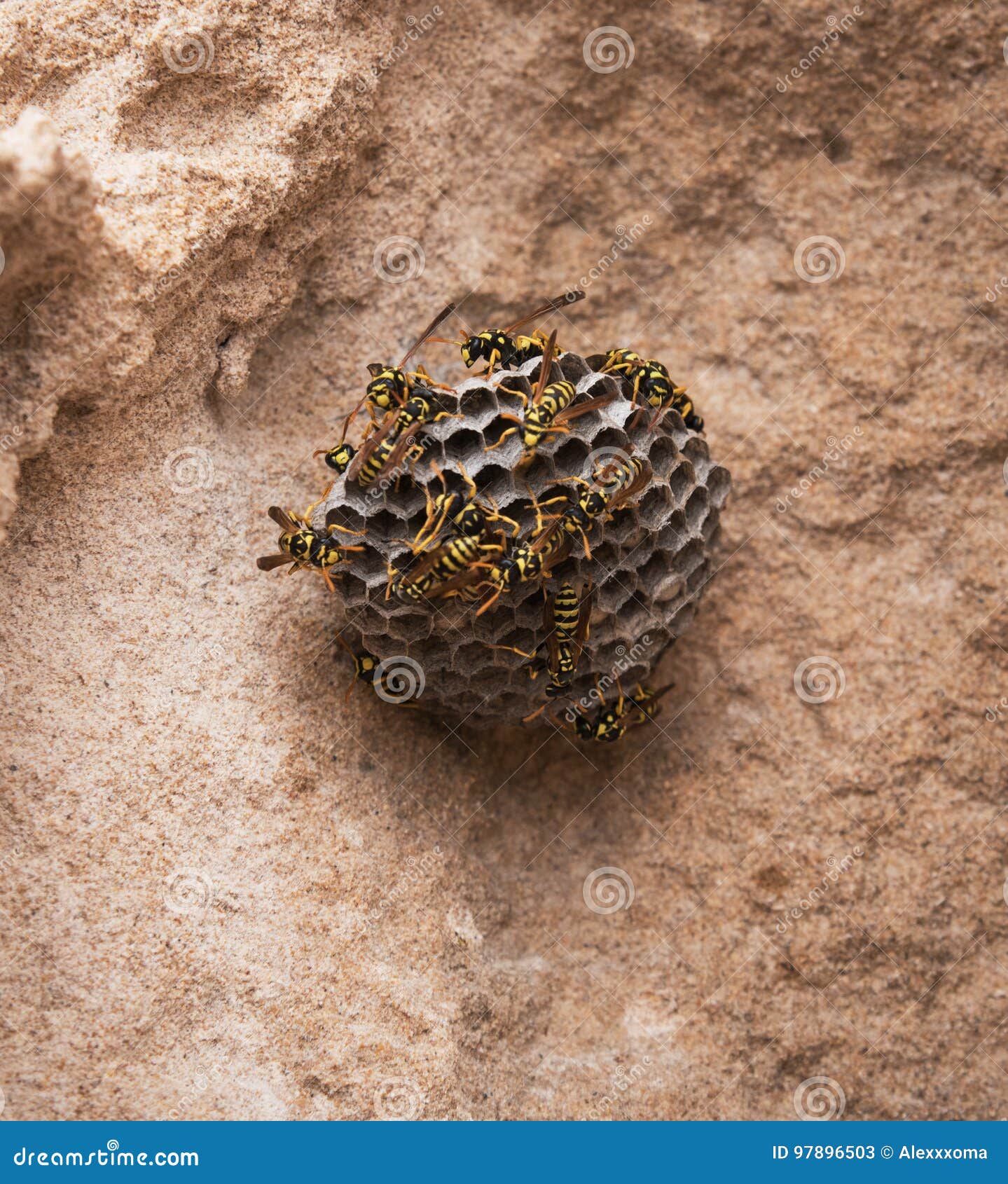 Wasps On The Beach. Close-up Wasp Hive On Stone Background. Royalty ...