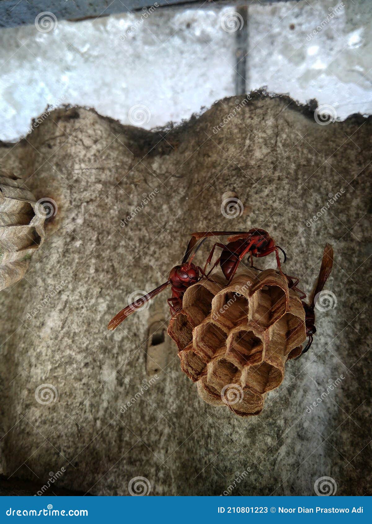 Wasps build their nests stock image. Image of pollinator - 210801223