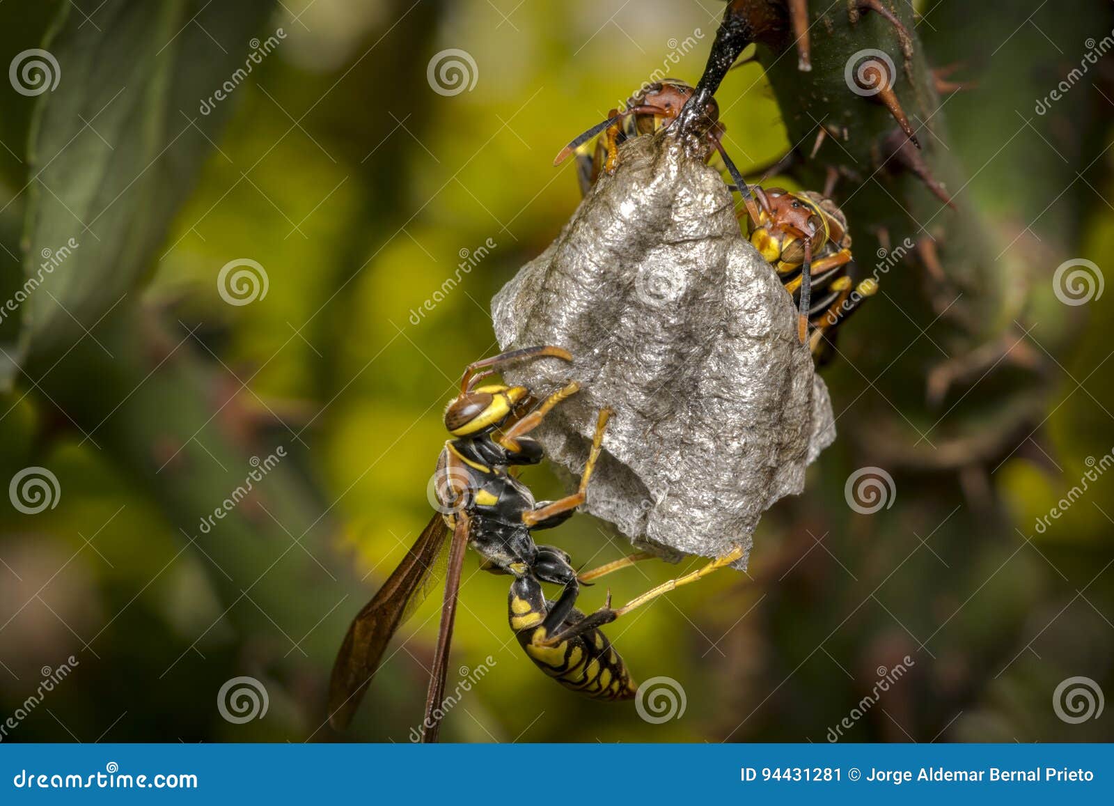 Wasps Building a Nest on a Tree Stock Image - Image of hive, pest: 94431281