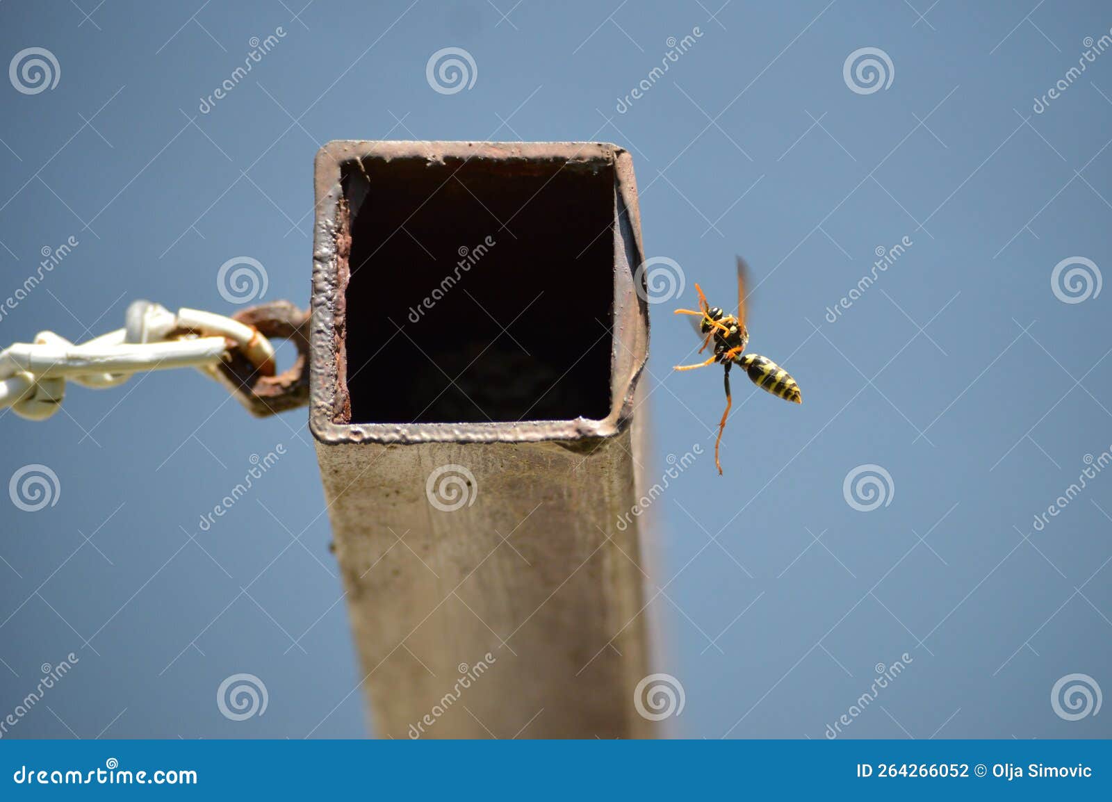 Wasps Built a Nest in a Metal Pipe Stock Photo - Image of nest, nature ...