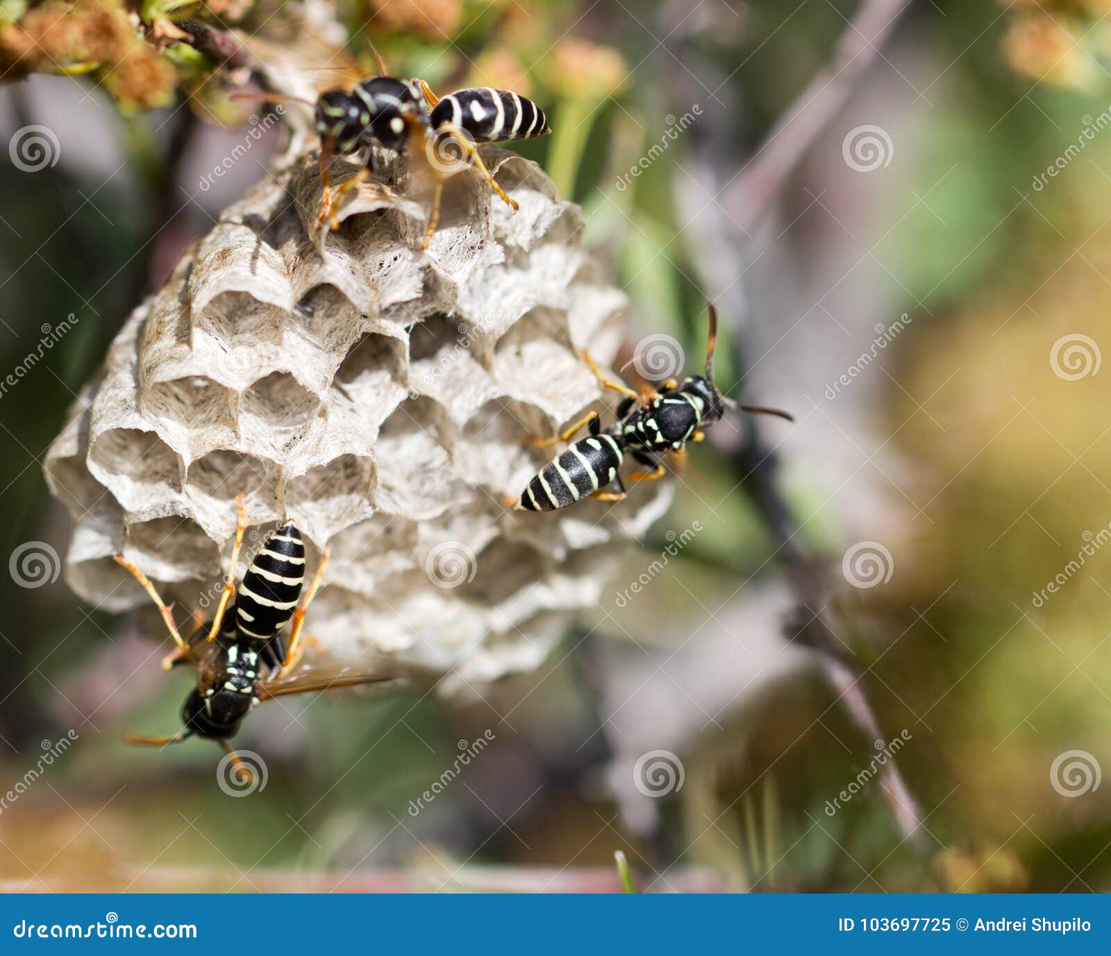 Wasps on comb in nature stock image. Image of entomology - 103697725