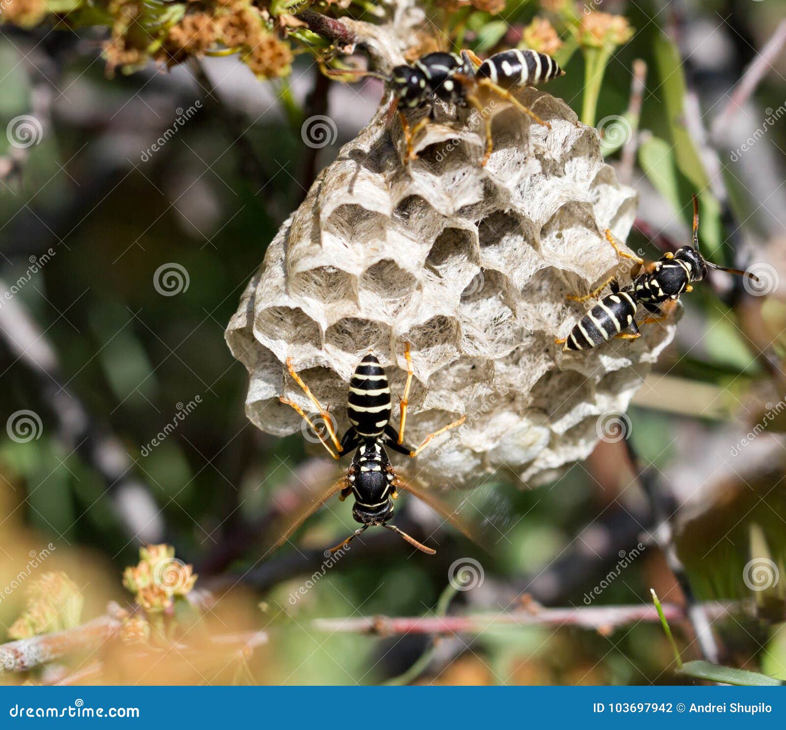 Wasps on comb in nature stock photo. Image of pollen - 103697942