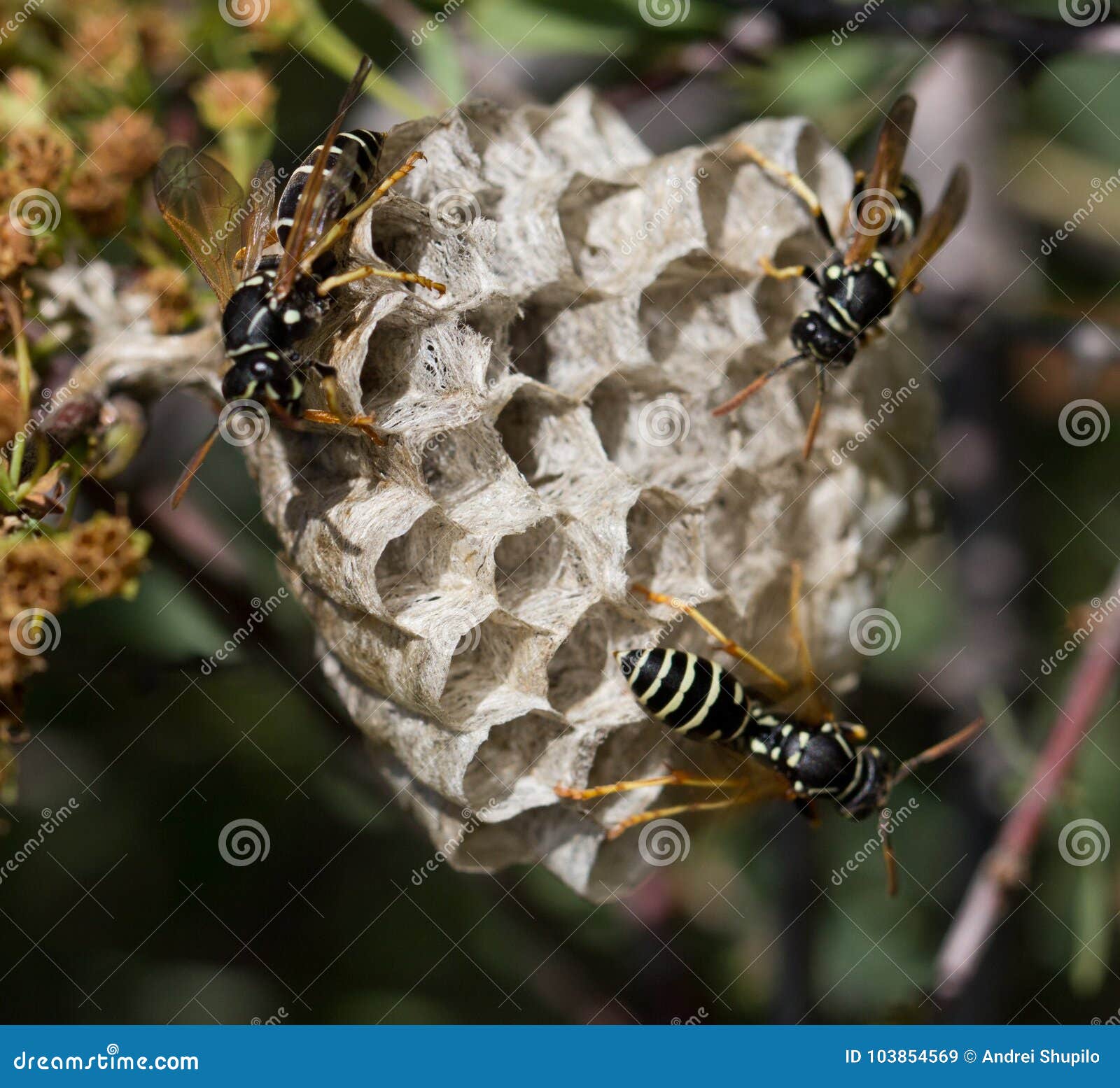 Wasps on comb in nature stock image. Image of closeup - 103854569