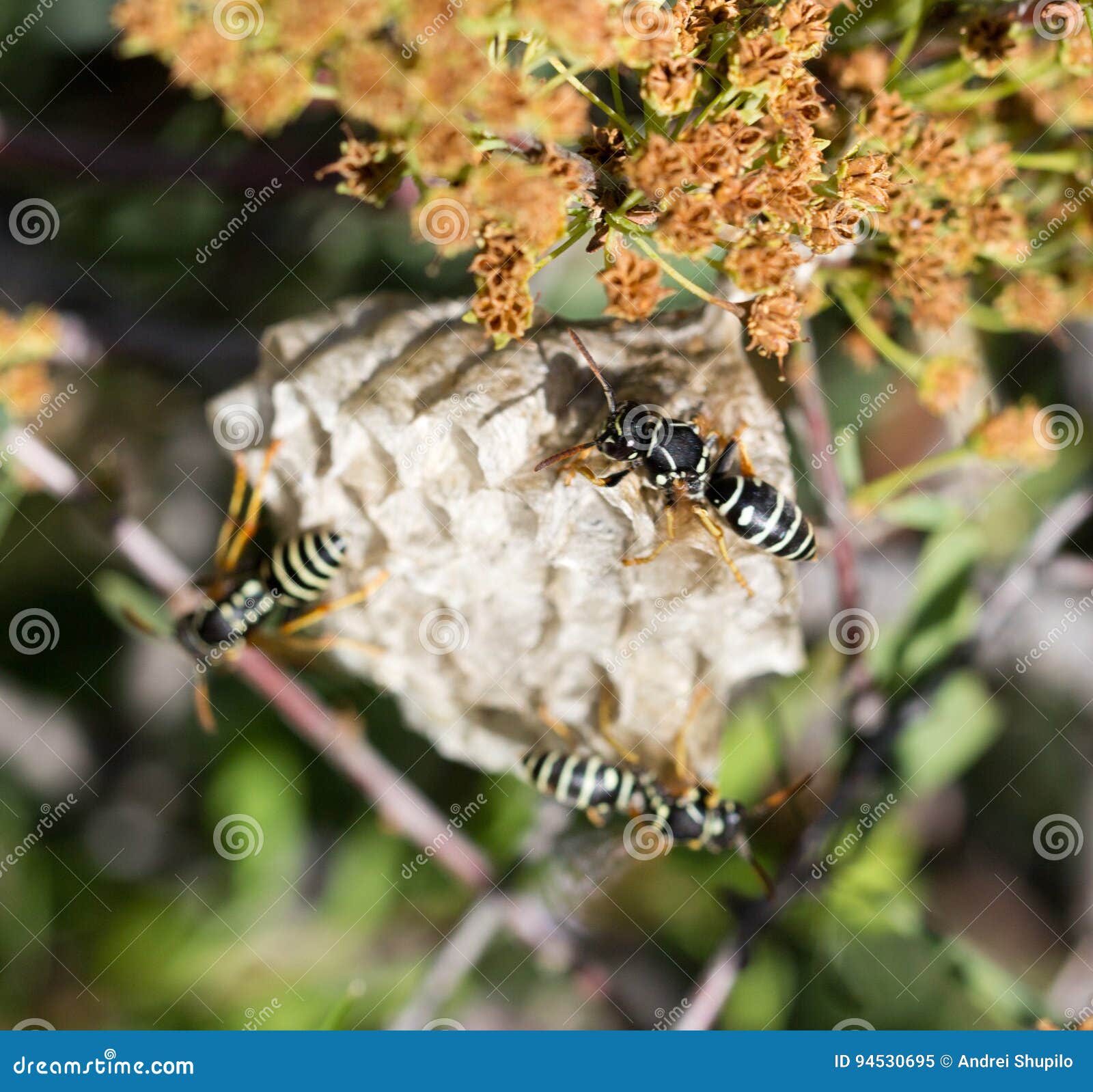 Wasps on comb in nature stock image. Image of queen, macro - 94530695