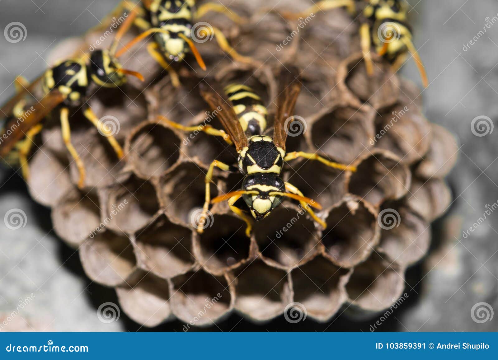 Wasps on comb stock image. Image of danger, colony, hexagon - 103859391