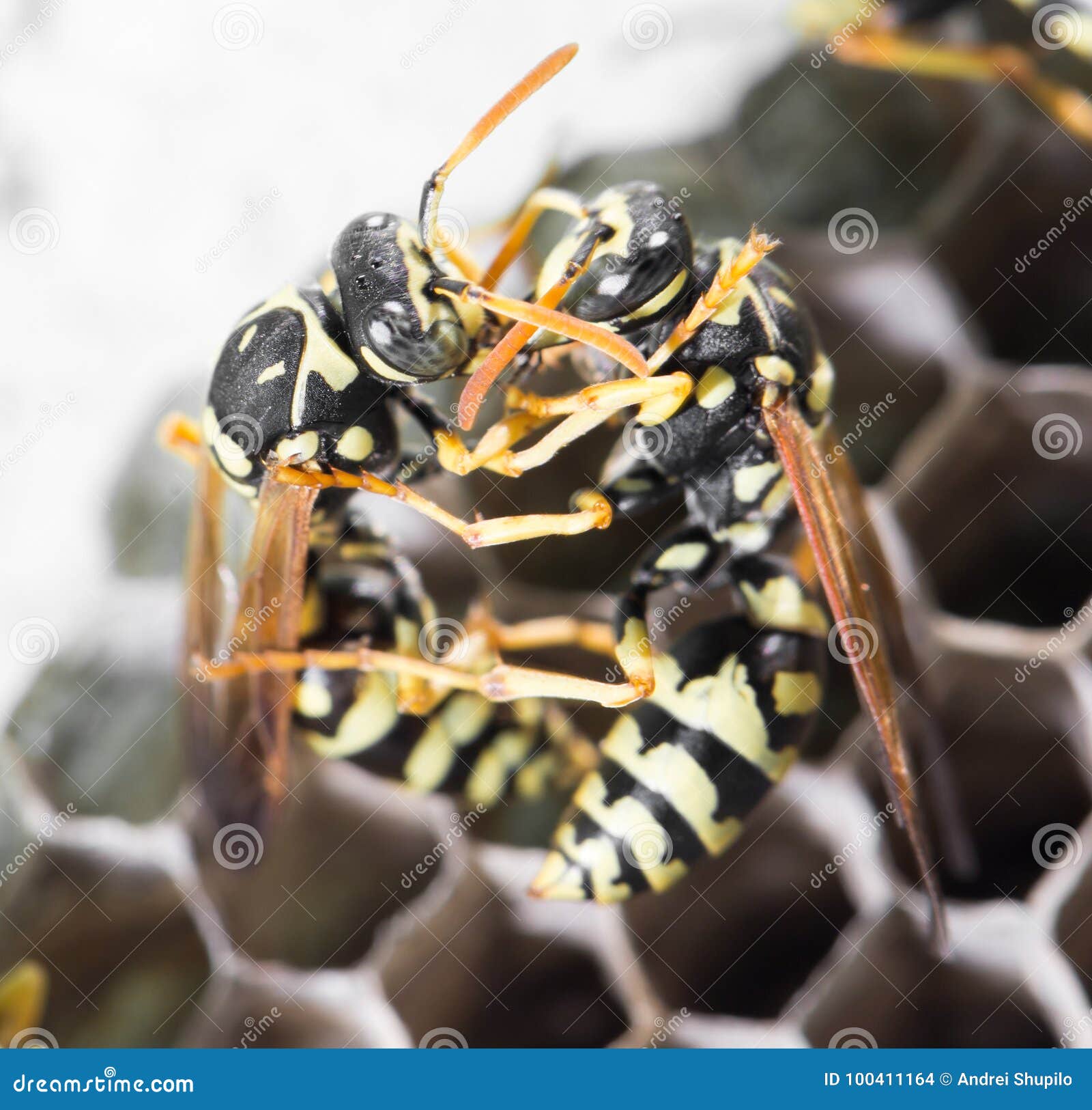 Wasps on comb stock photo. Image of outdoor, building - 100411164
