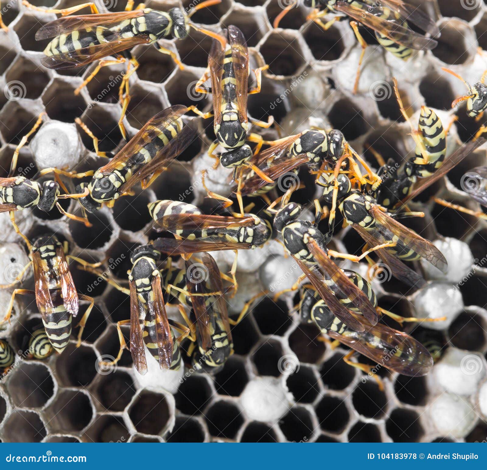 Wasps on comb stock photo. Image of eyes, dangerous - 104183978