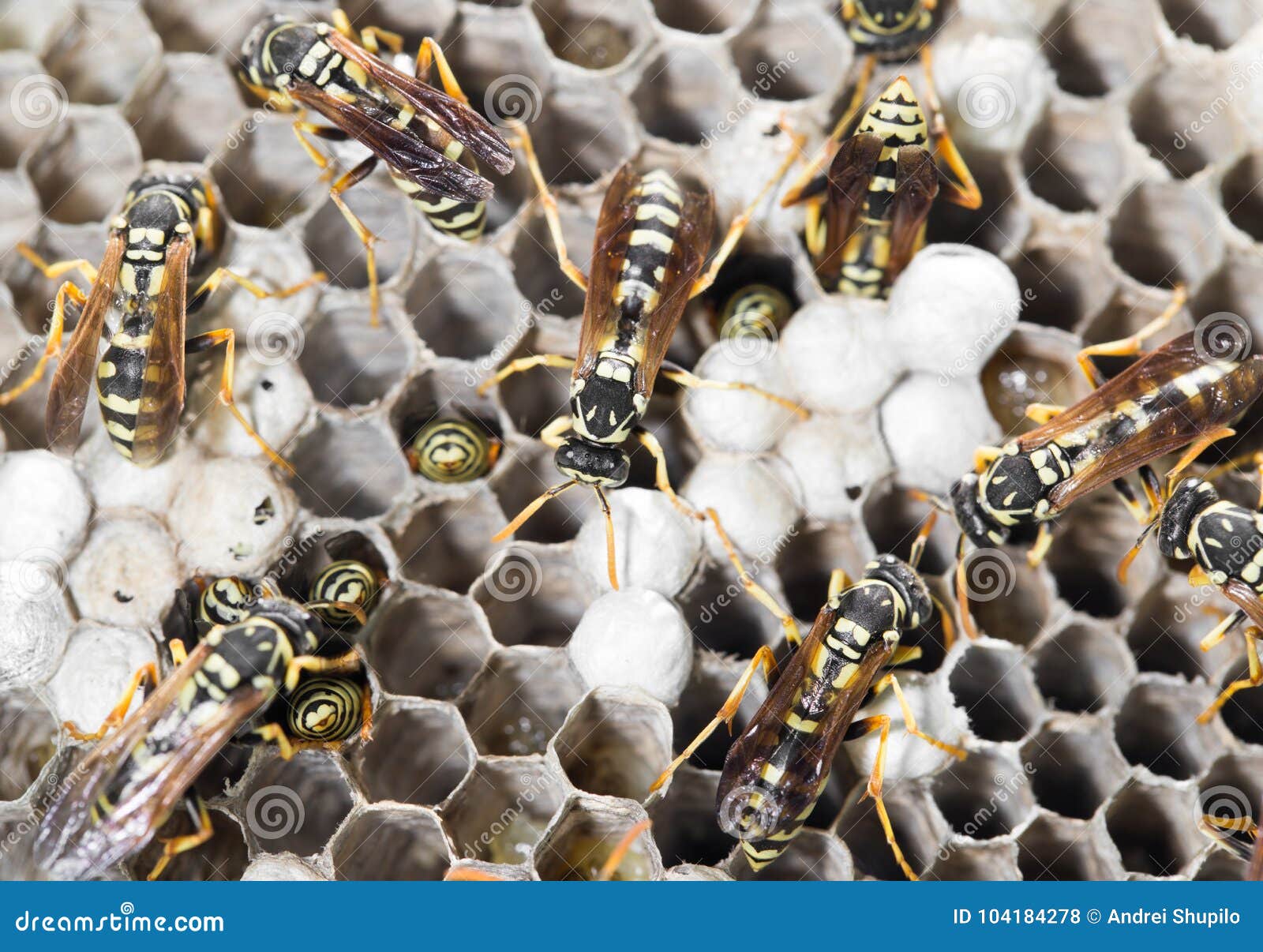 Wasps on comb stock photo. Image of buzz, jacket, animal - 104184278