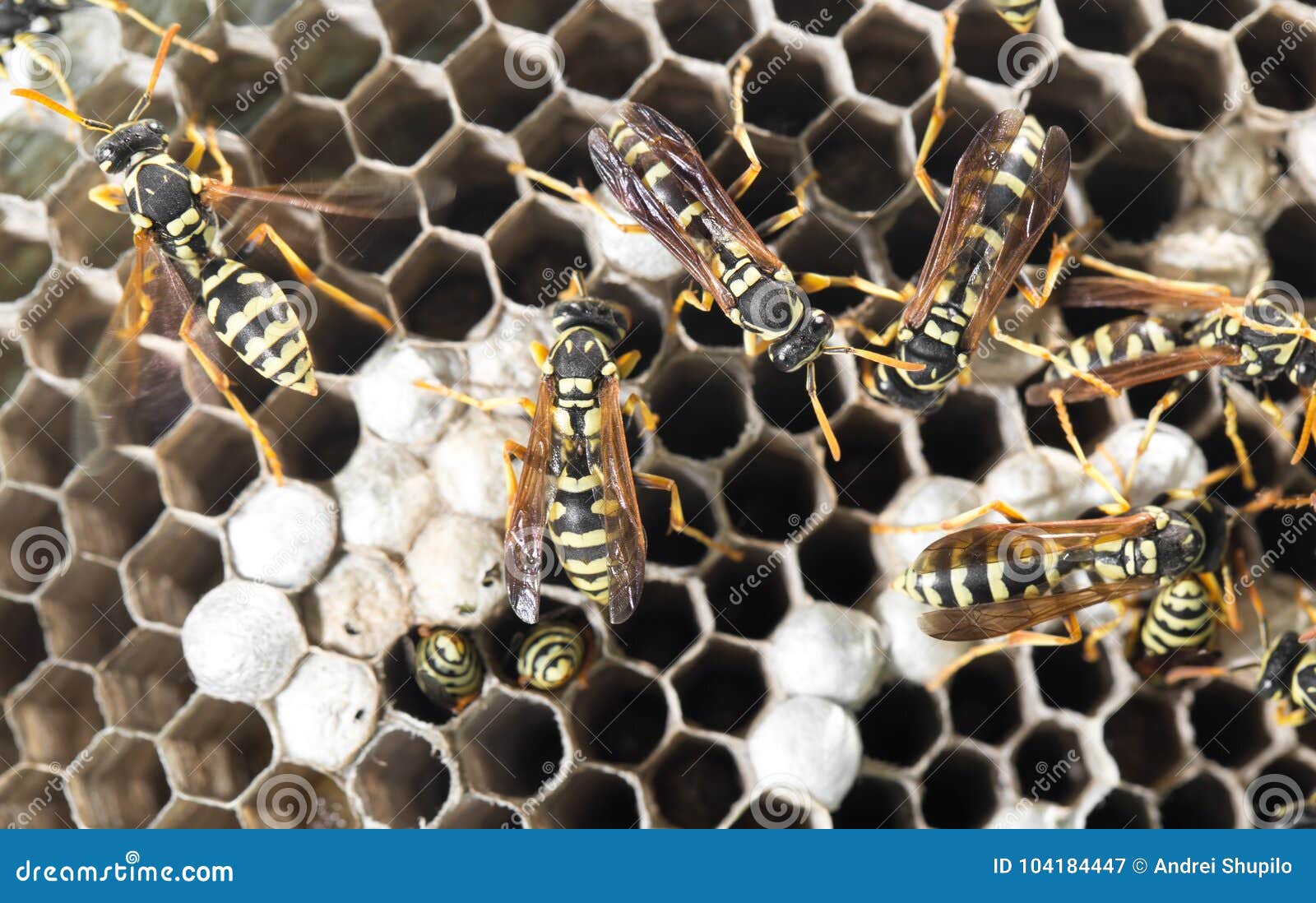 Wasps on comb stock image. Image of larva, hornet, buzz - 104184447