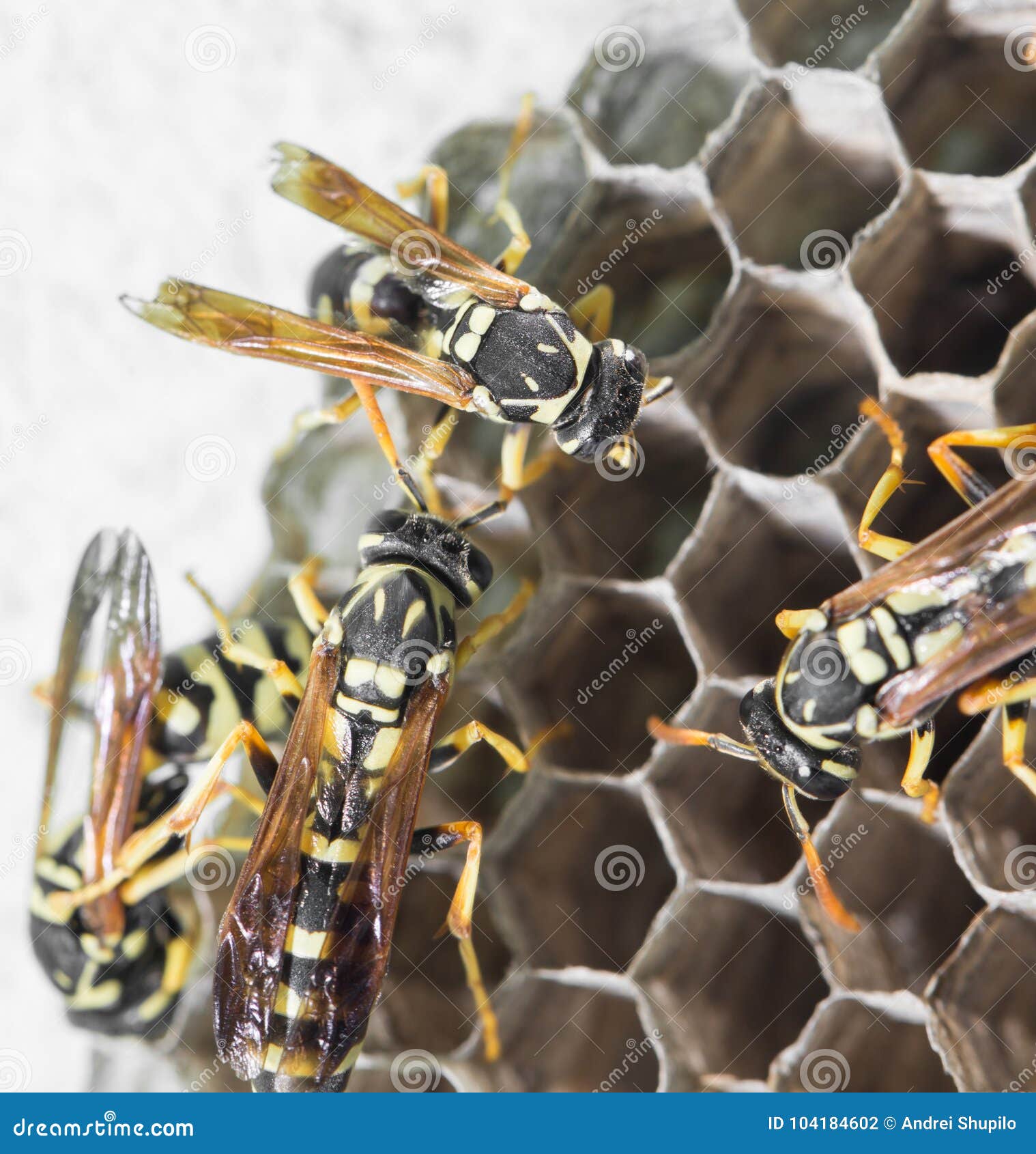 Wasps on comb stock photo. Image of home, colony, buzz - 104184602
