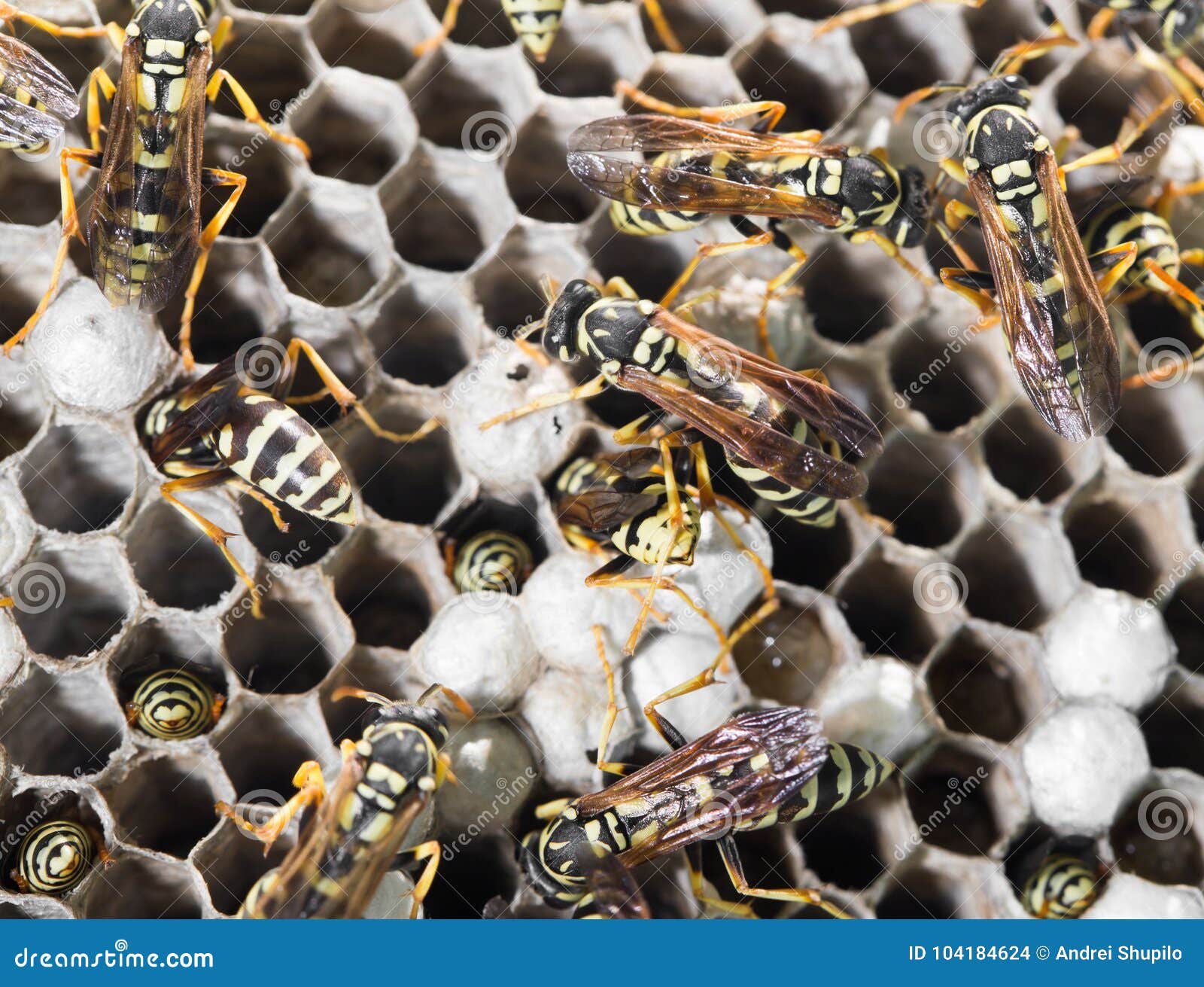 Wasps on comb stock photo. Image of nest, danger, detail - 104184624