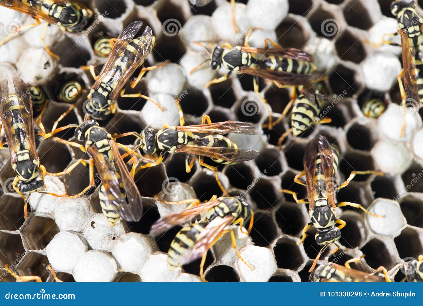 Wasps on comb stock photo. Image of hornet, paper, danger - 101330298