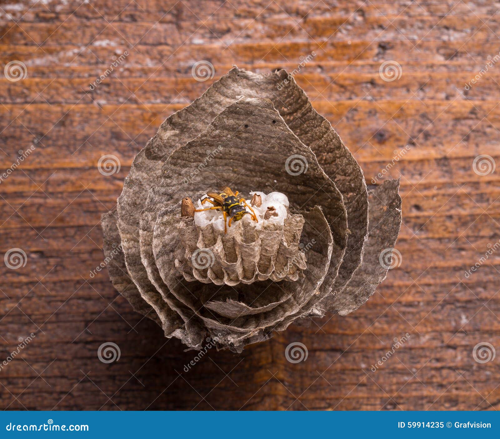 Wasps on comb stock image. Image of yellow, wilderness - 59914235