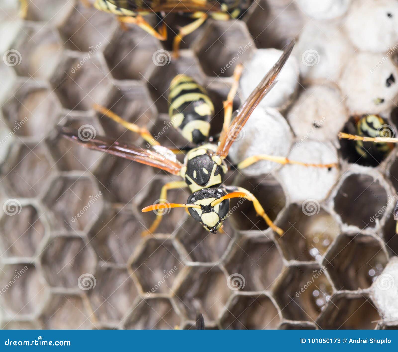 Wasps on comb stock image. Image of closeup, jacket - 101050173