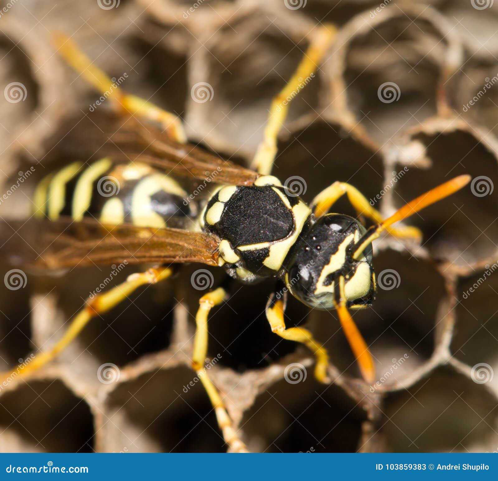 Wasps on comb stock image. Image of buzz, hive, larvae - 103859383