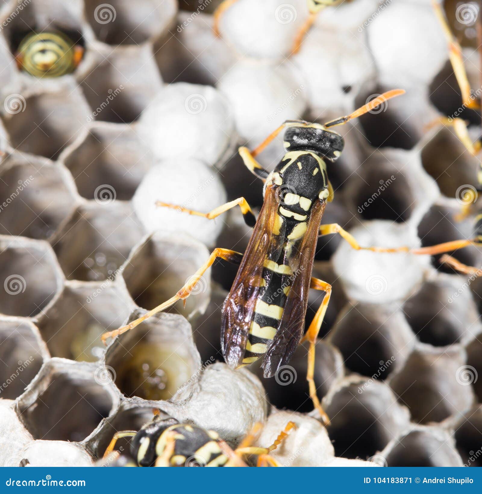 Wasps on comb stock image. Image of hive, pest, honeycomb - 104183871