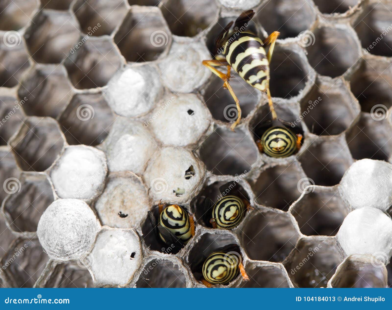 Wasps on comb stock image. Image of outdoor, nest, nature - 104184013