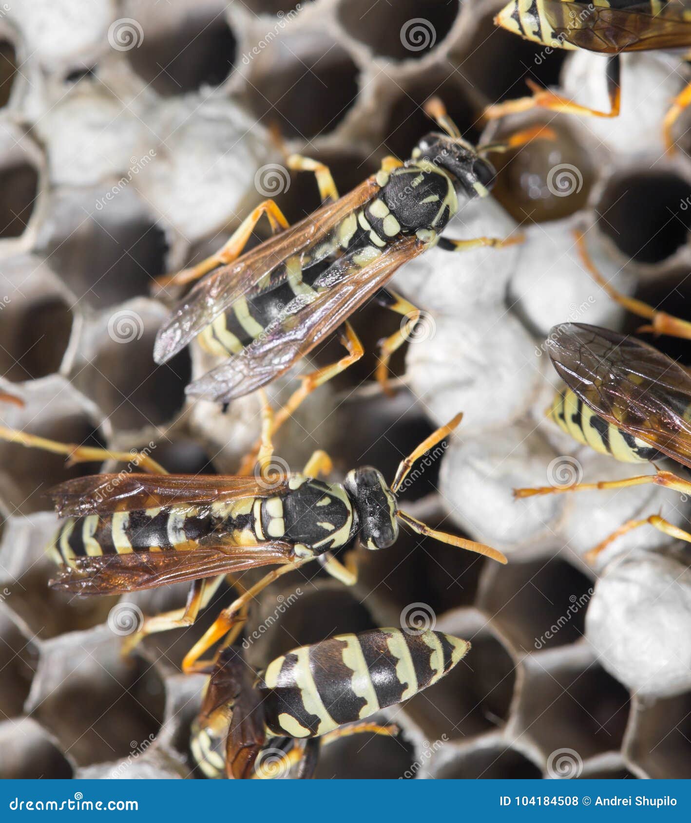 Wasps on comb stock photo. Image of black, honeycomb - 104184508