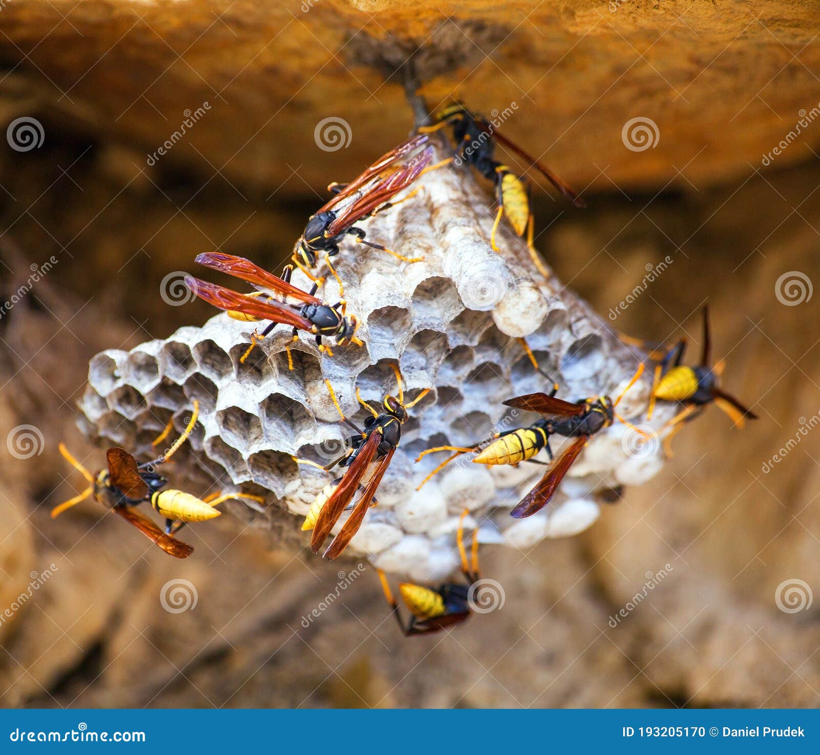 Wasps on Comb, Wild Insect Collect Nectar Stock Photo - Image of beauty ...
