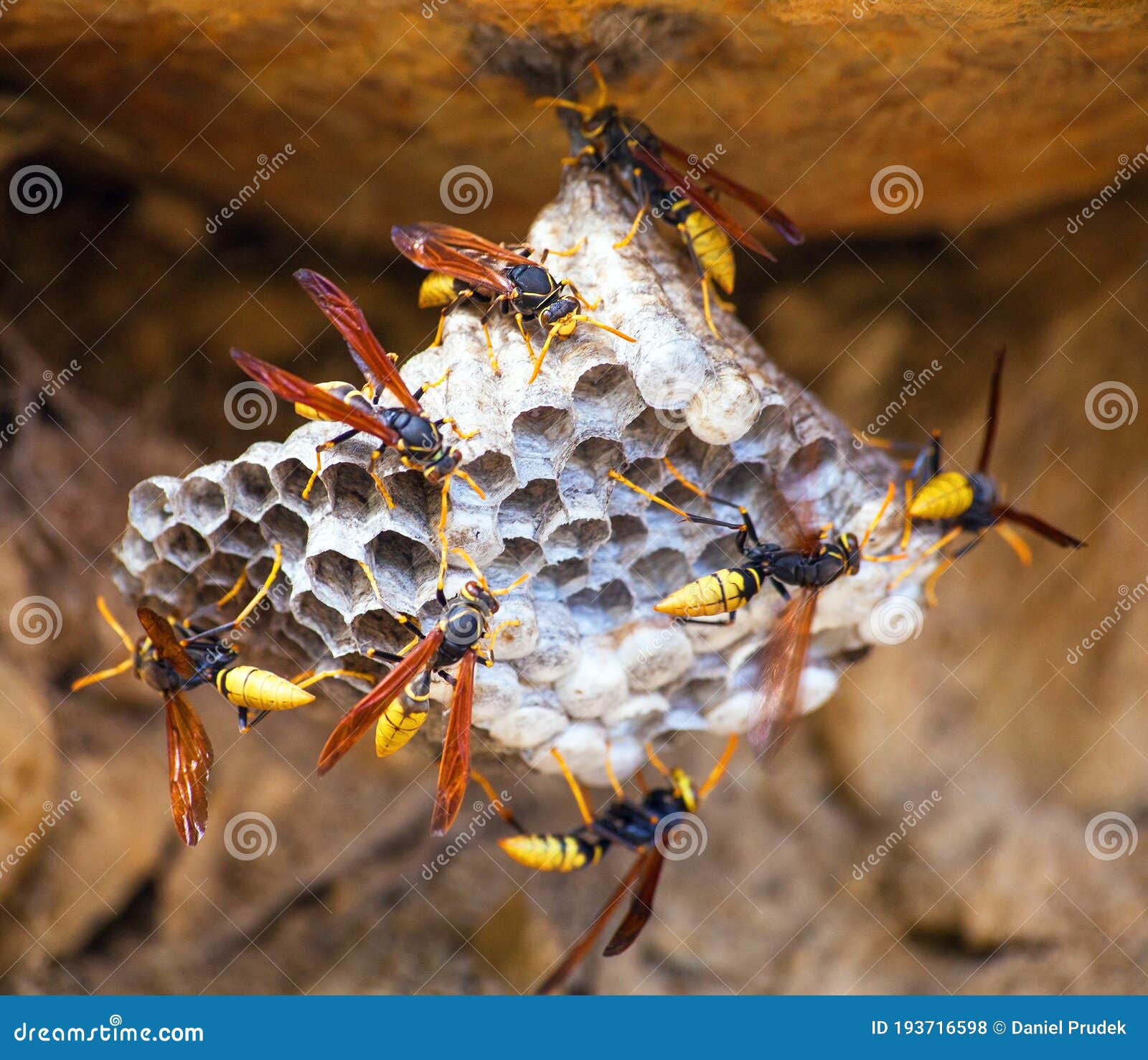 Wild Insect Creeping On A Tree. Stock Photo | CartoonDealer.com #172401306