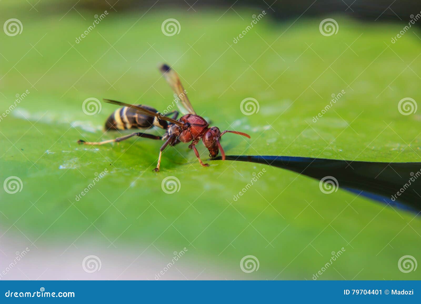 Wasps drinking water stock image. Image of pattern, hexagon - 79704401