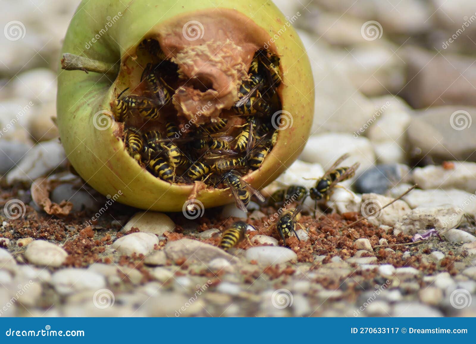 Wasps eat fallen fruit stock image. Image of wasps, closeup - 270633117