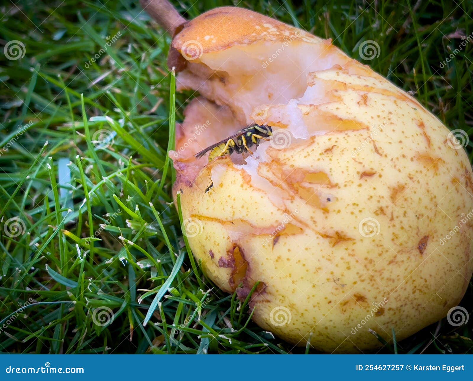 Wasps Eat the Ripe Pears that Fell from the Tree Stock Image - Image of ...