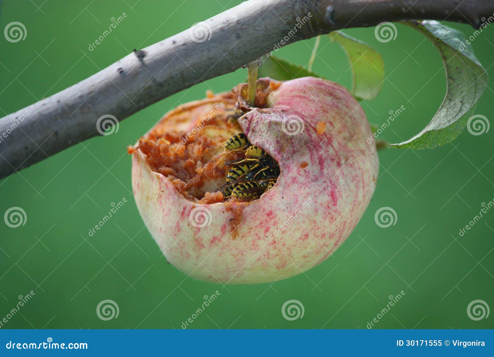 Wasp Horde Stock Photos - Free & Royalty-Free Stock Photos from Dreamstime