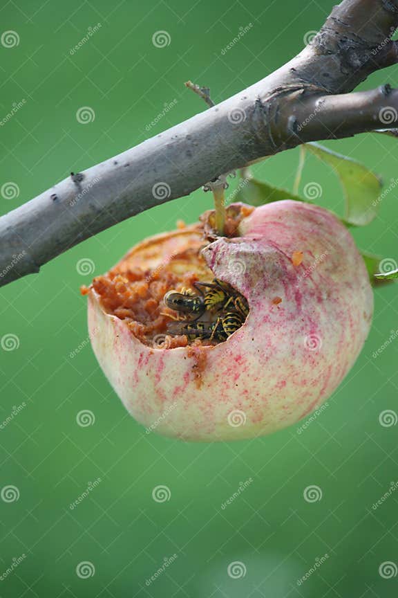 Wasps Eating Apple on the Tree Stock Photo - Image of agriculture ...