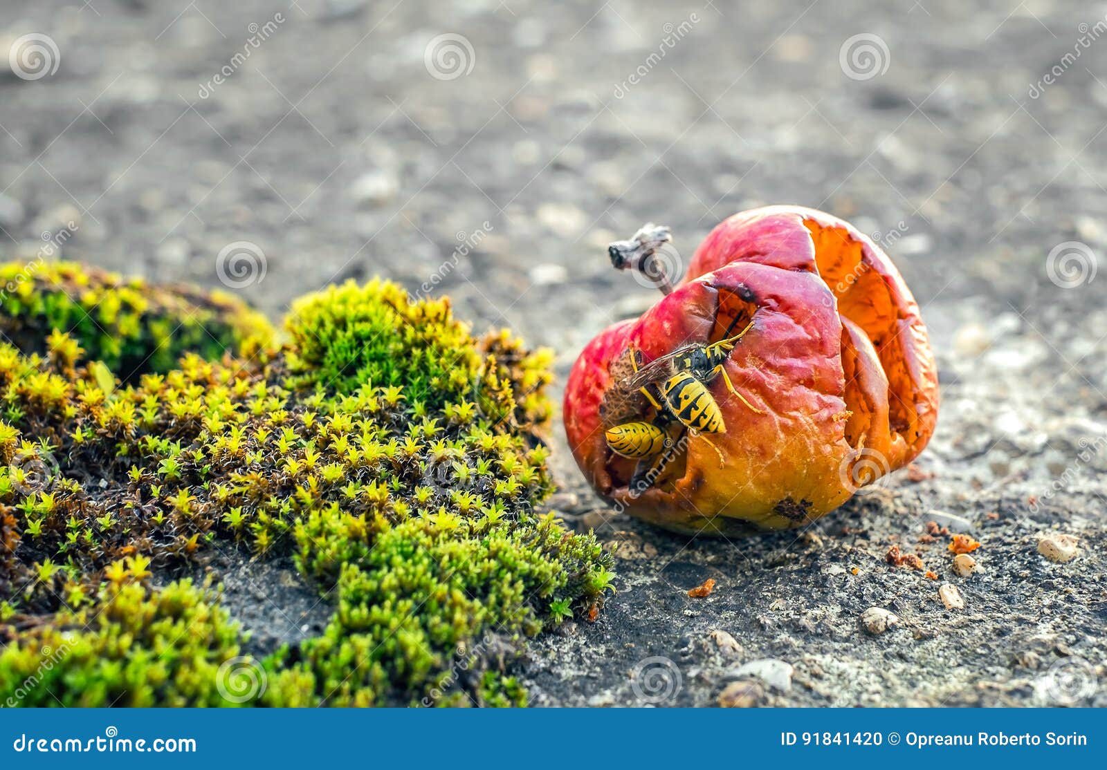 Wasps Eating from a Rotten Apple Stock Photo - Image of insect, angry ...