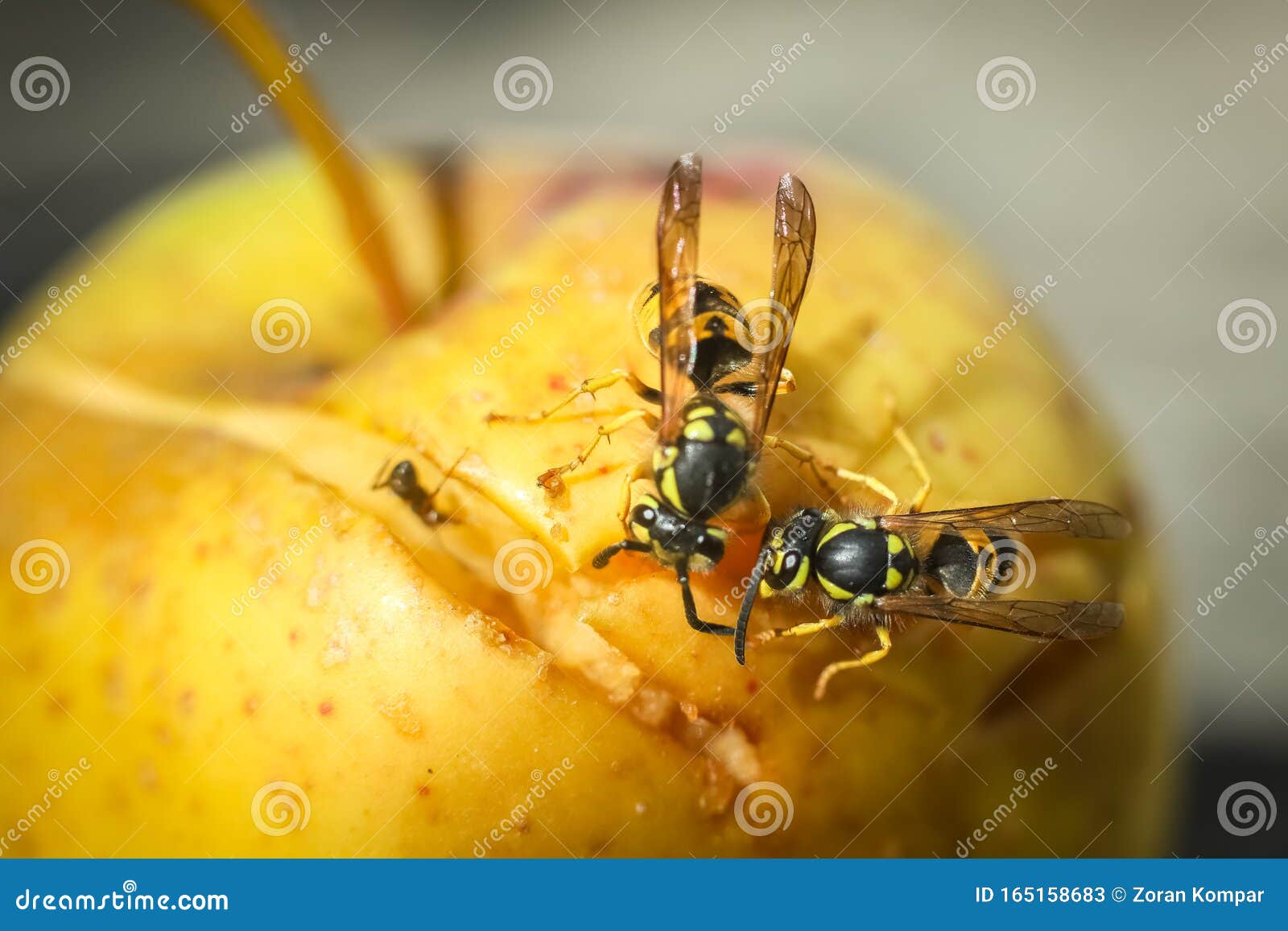 Wasps Eating Rotten Yellow Apple Fallen on Ground. Close Up of Yellow ...