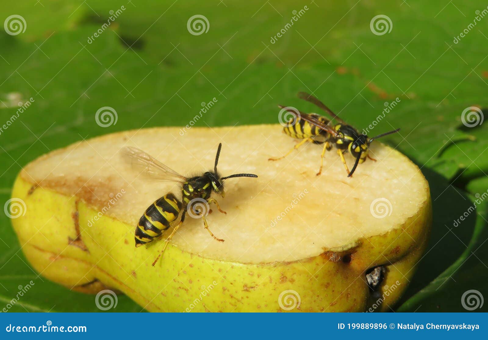 Wasps eats pear, closeup stock photo. Image of meadow - 199889896