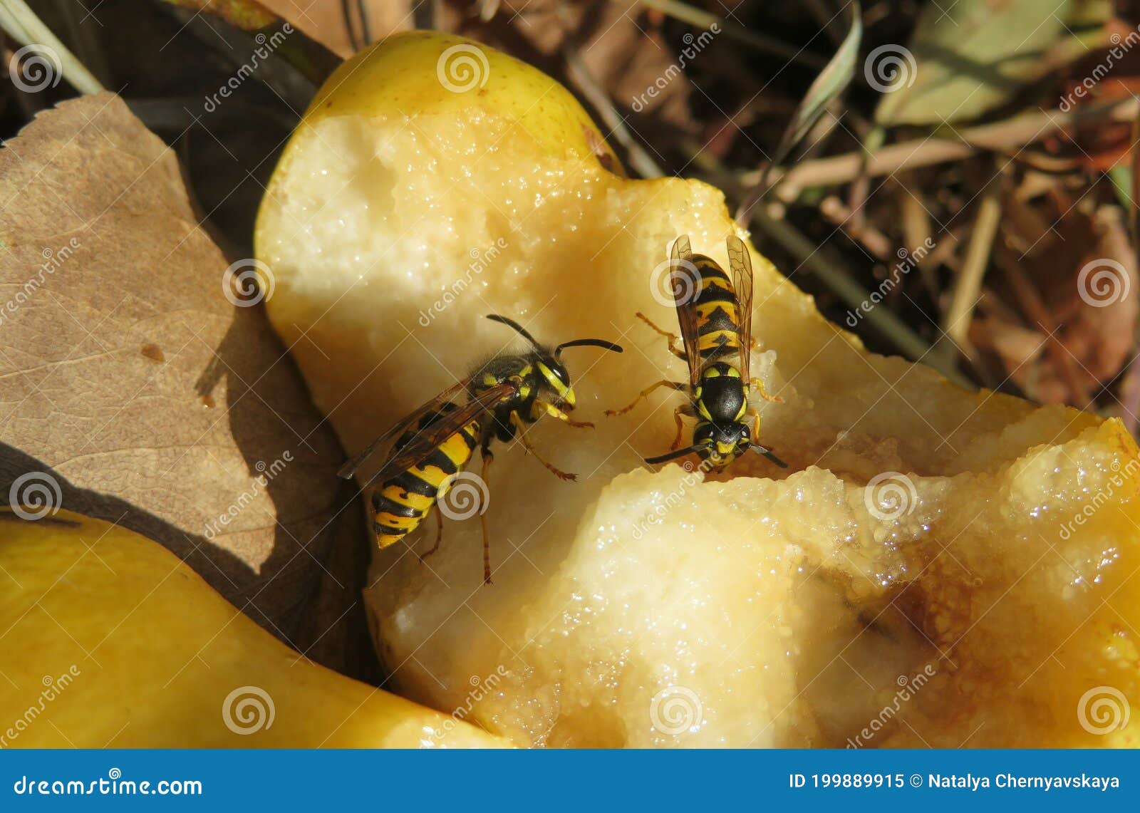Wasps eats pear, closeup stock image. Image of fruit - 199889915