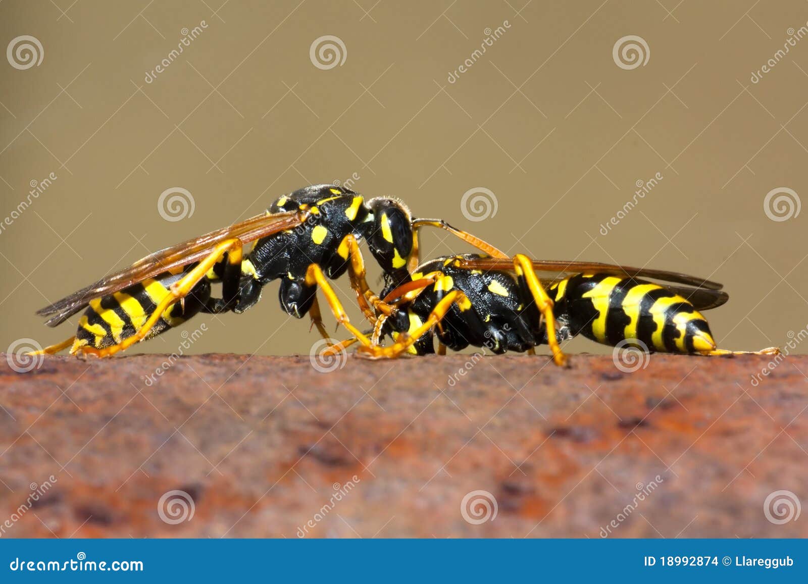 Fighting Wasps And Bees To Death. Wasp Catching A Bee. Wasp Killing A ...