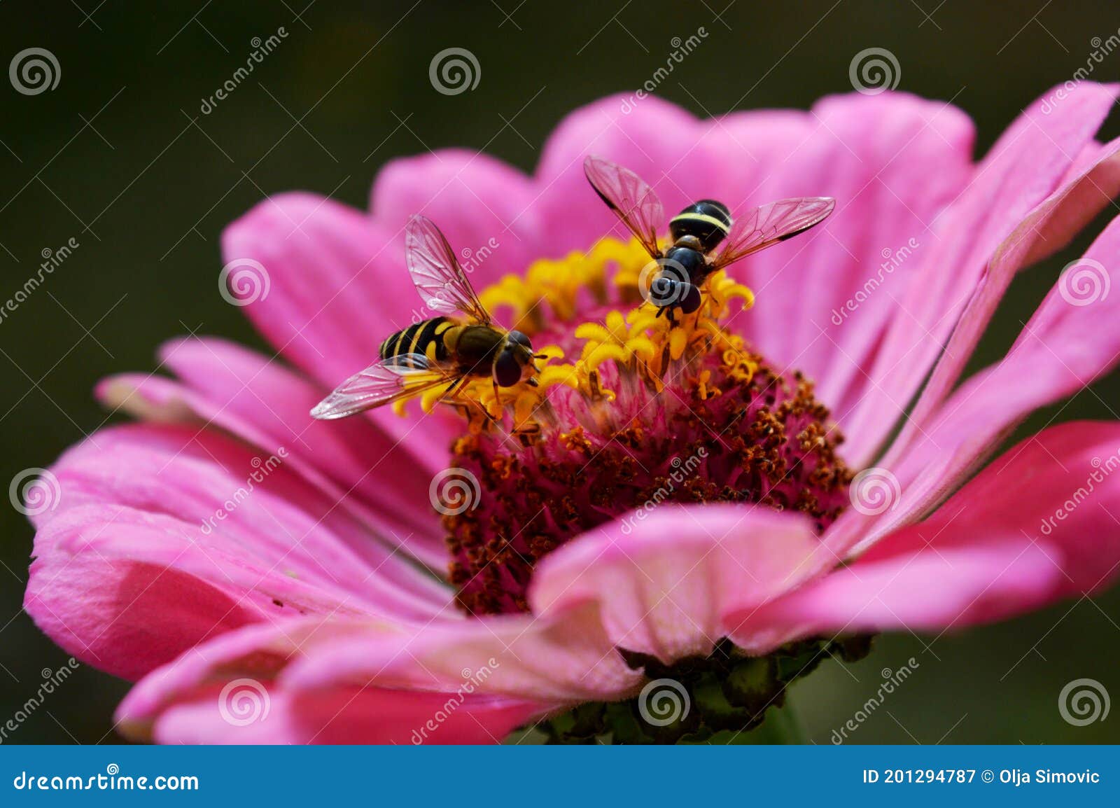 Wasps on the flower stock image. Image of flower, wasps - 201294787