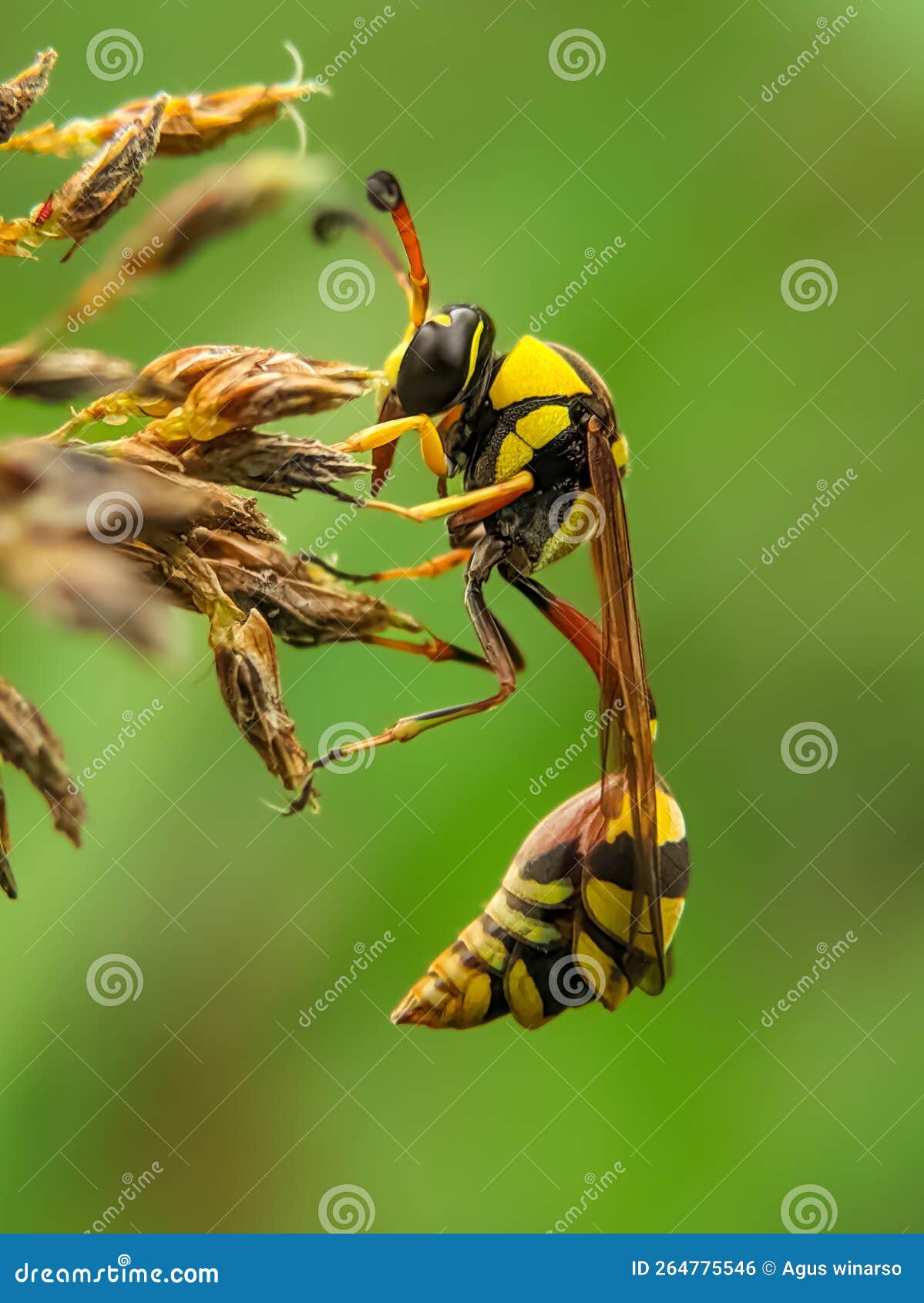 Wasps or Wasps are Flying Insects Stock Photo - Image of beetle, flower ...