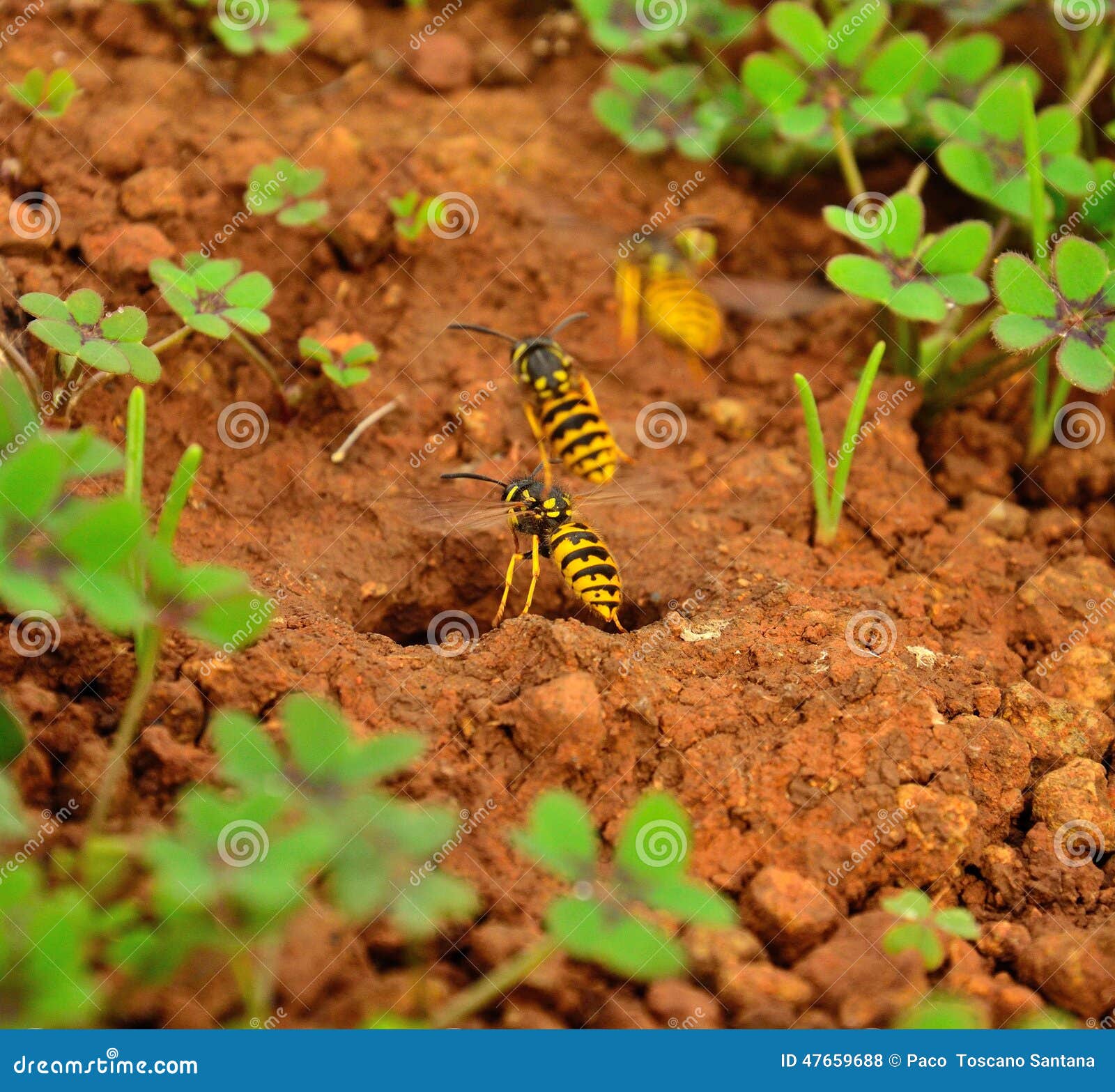 Wasps Flying Over the Nest Entrance Hole Stock Photo - Image of hunter ...