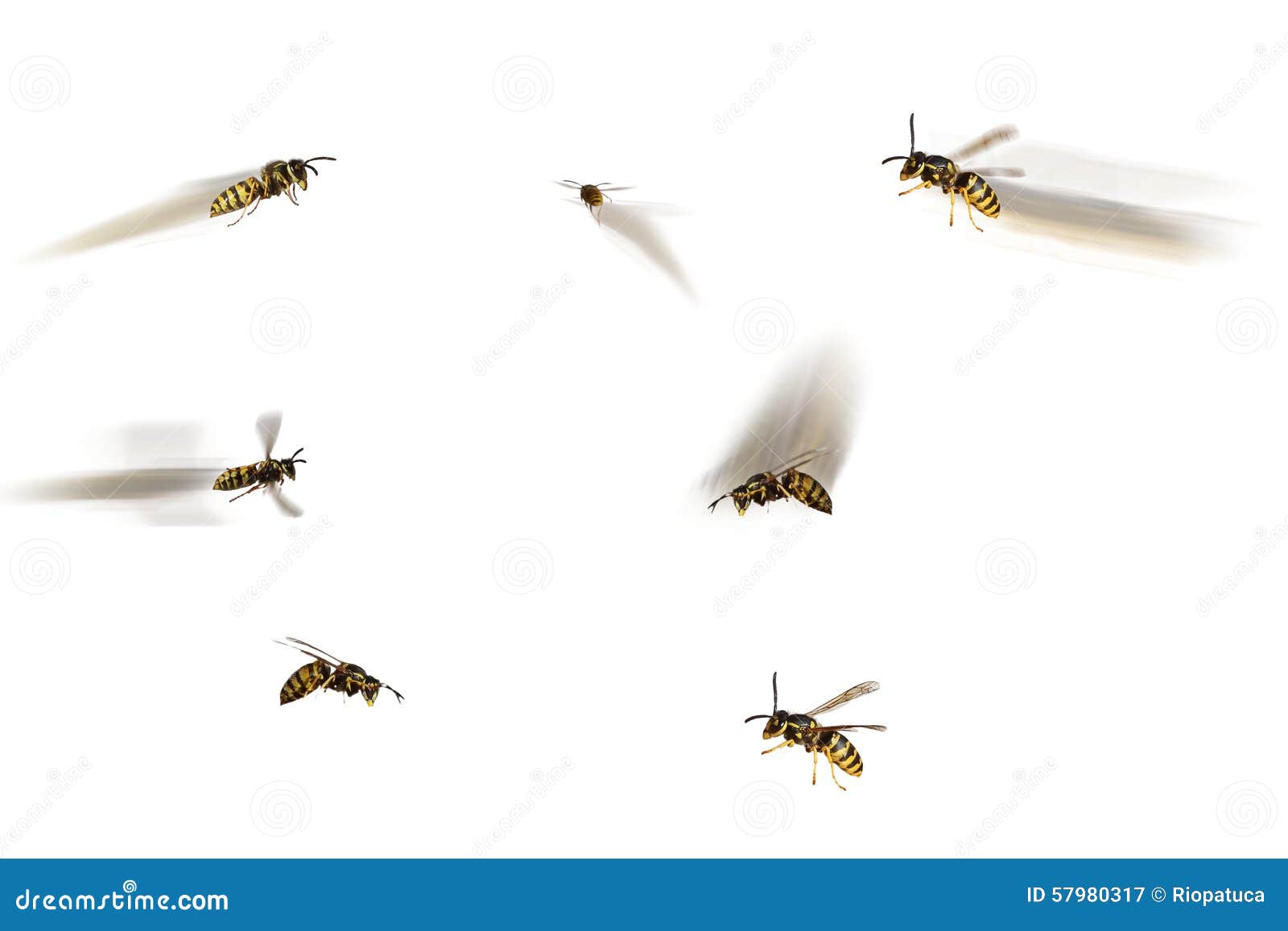 5 Wasps Flying 2 Sitting Isolated Stock Image - Image of white, family ...